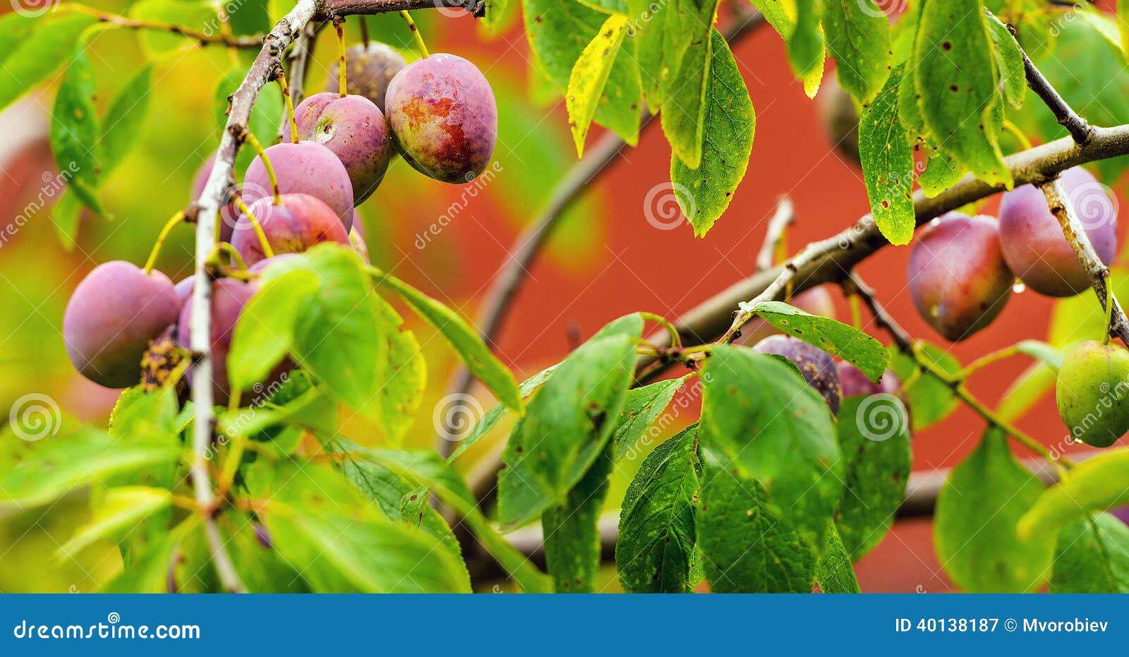 Red ripe plums on the tree stock image. Image of grow - 40138187