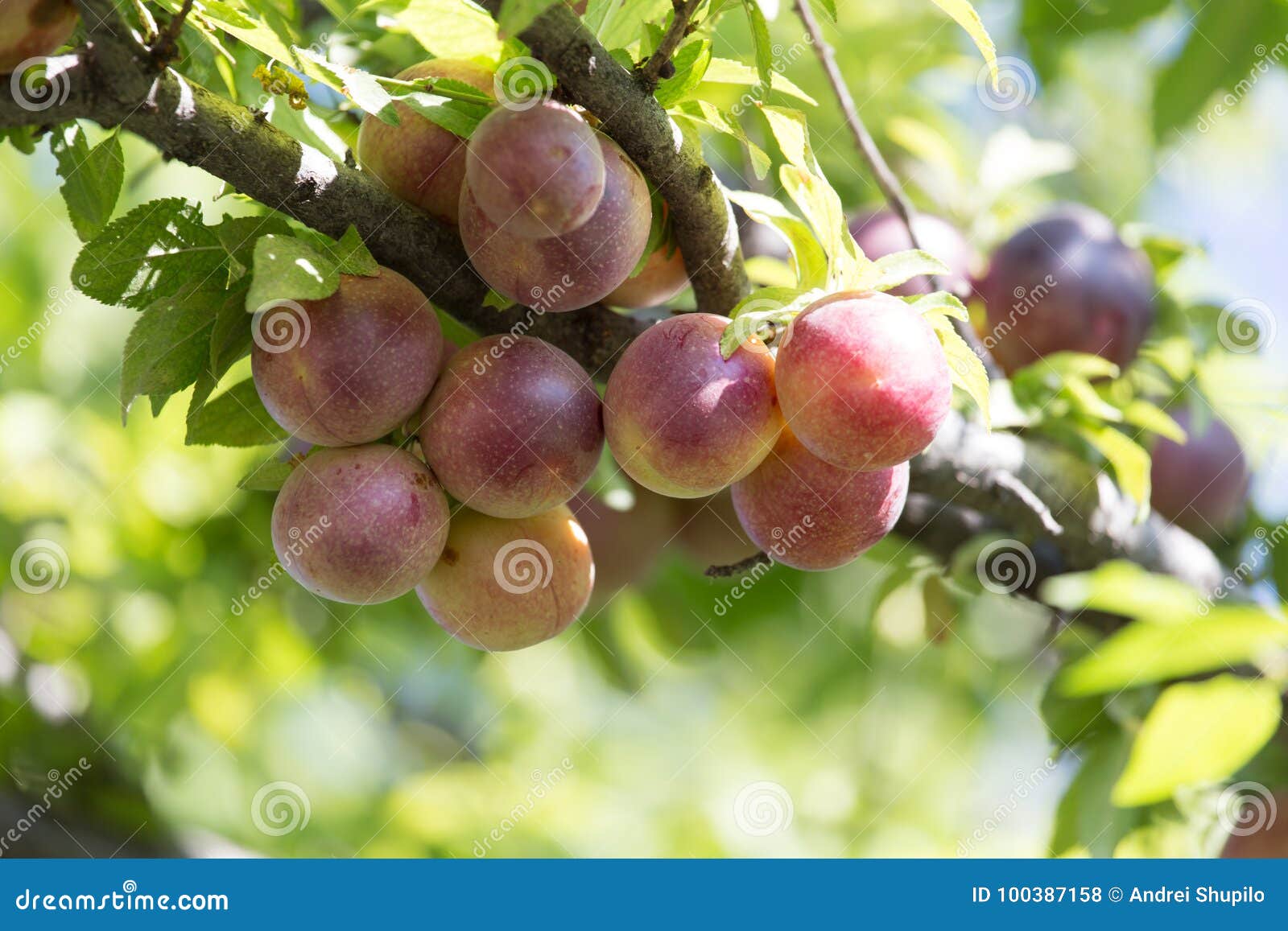 Red ripe plums on the tree stock photo. Image of italian - 100387158