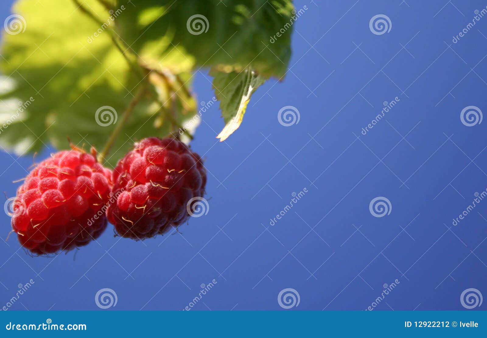 Red-ripe raspberry stock photo. Image of agriculture - 12922212