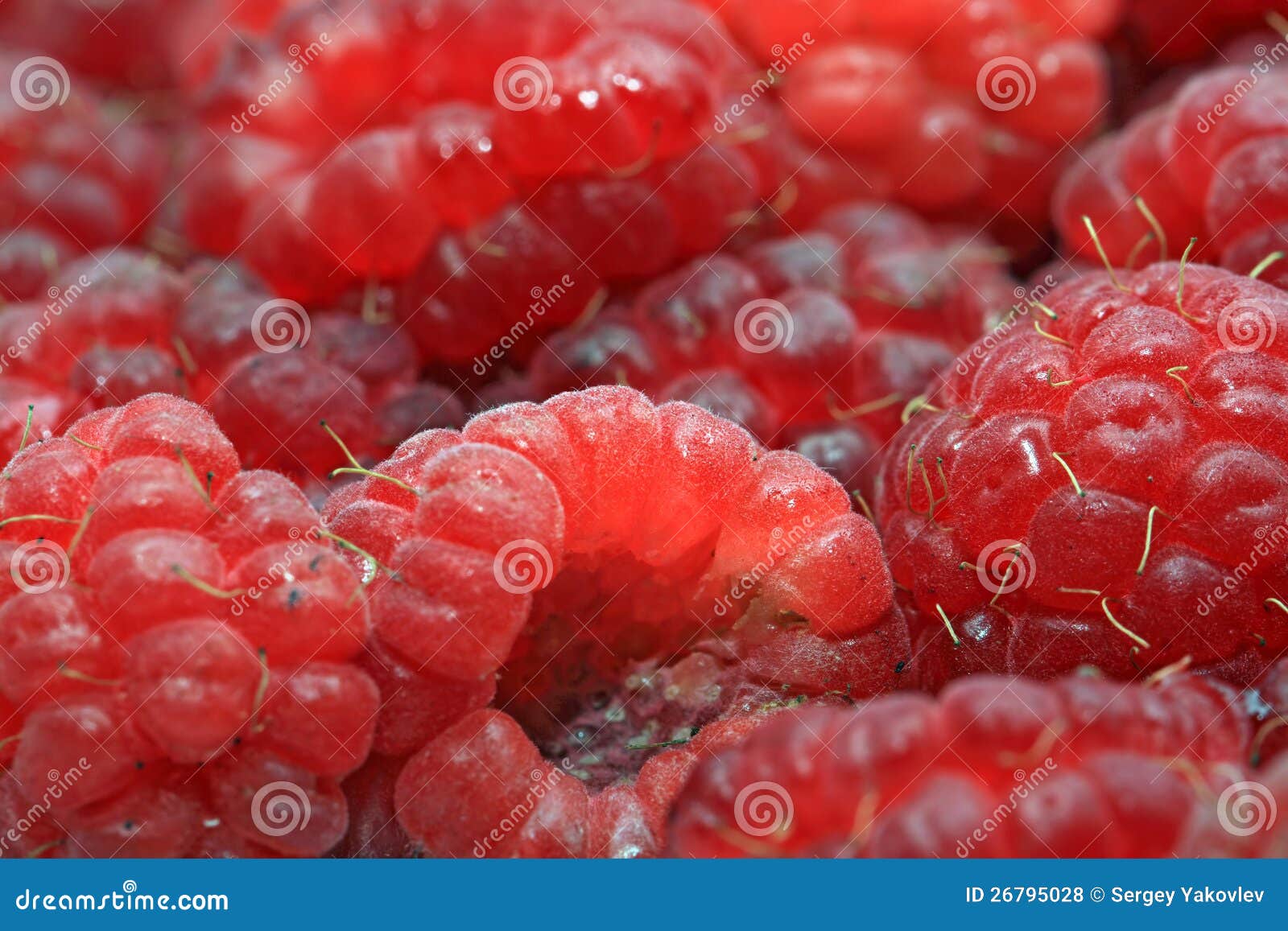 Red ripe raspberry stock photo. Image of abundance, gourmet - 26795028
