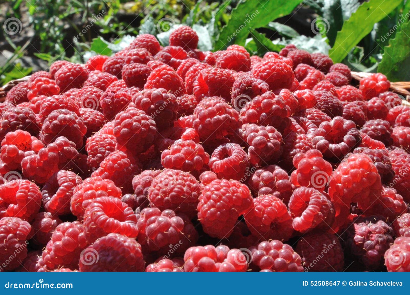 Red ripe raspberry stock image. Image of juicy, freshness - 52508647