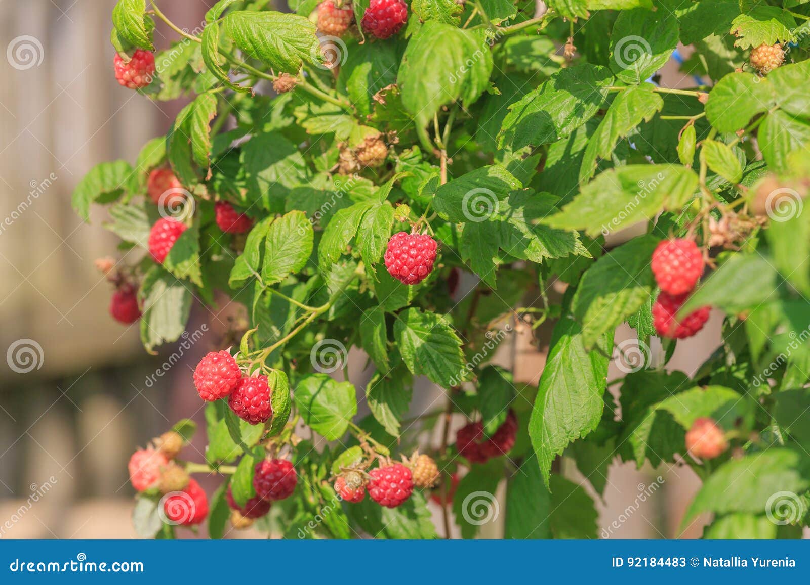 Red ripe raspberry stock image. Image of nature, bush - 92184483