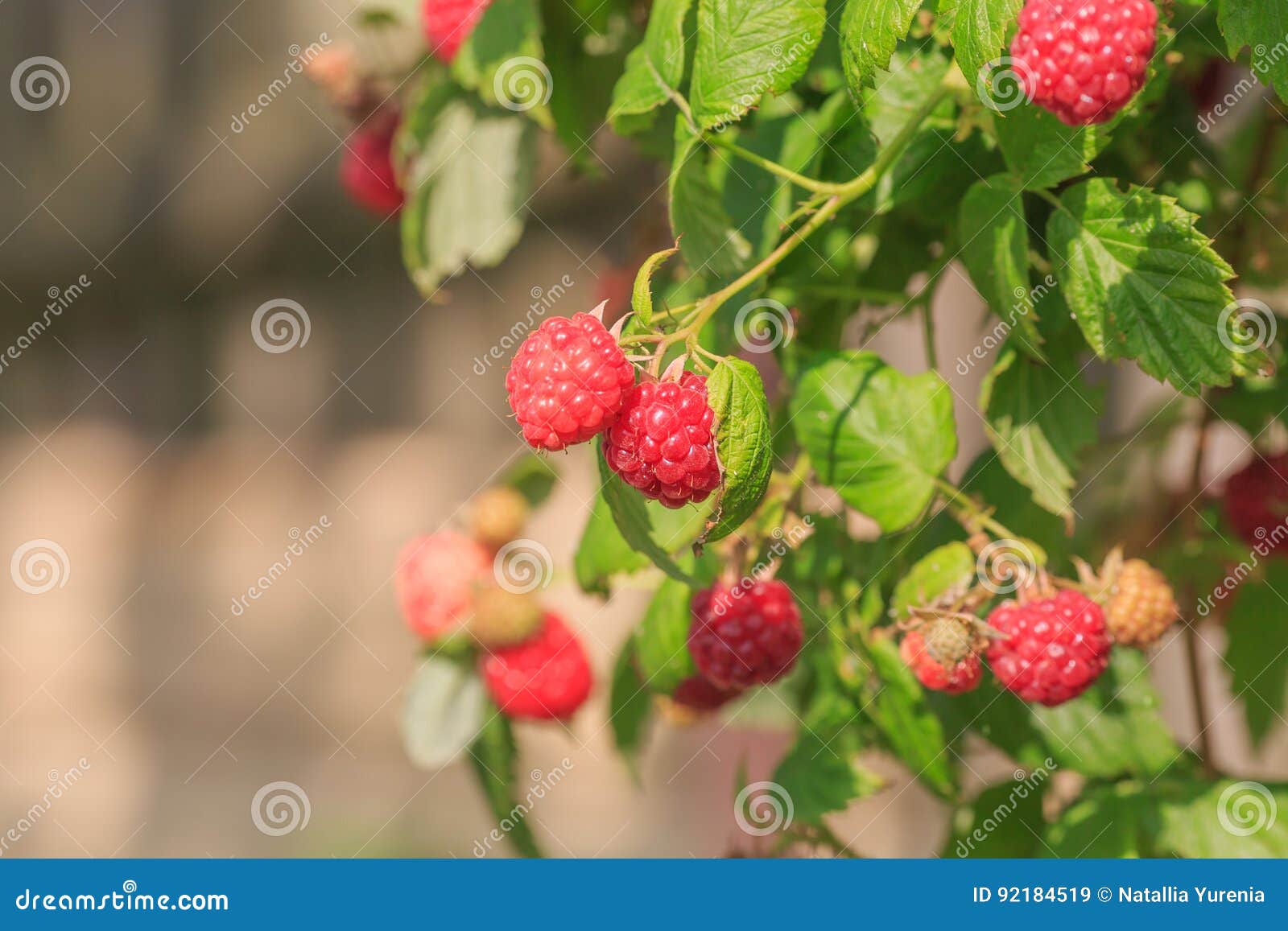 Red ripe raspberry stock image. Image of summer, raspberry - 92184519