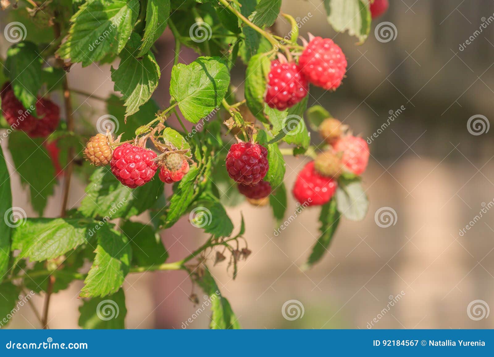 Red ripe raspberry stock image. Image of twig, mellow - 92184567