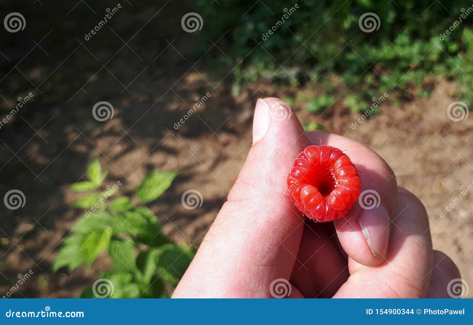 Red and Ripe Raspberry in Human Hand. Stock Photo - Image of leaf ...