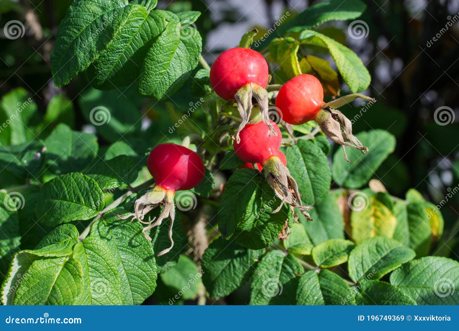 Red Ripe Rose Hips on a Branch Stock Image - Image of natural, herb ...