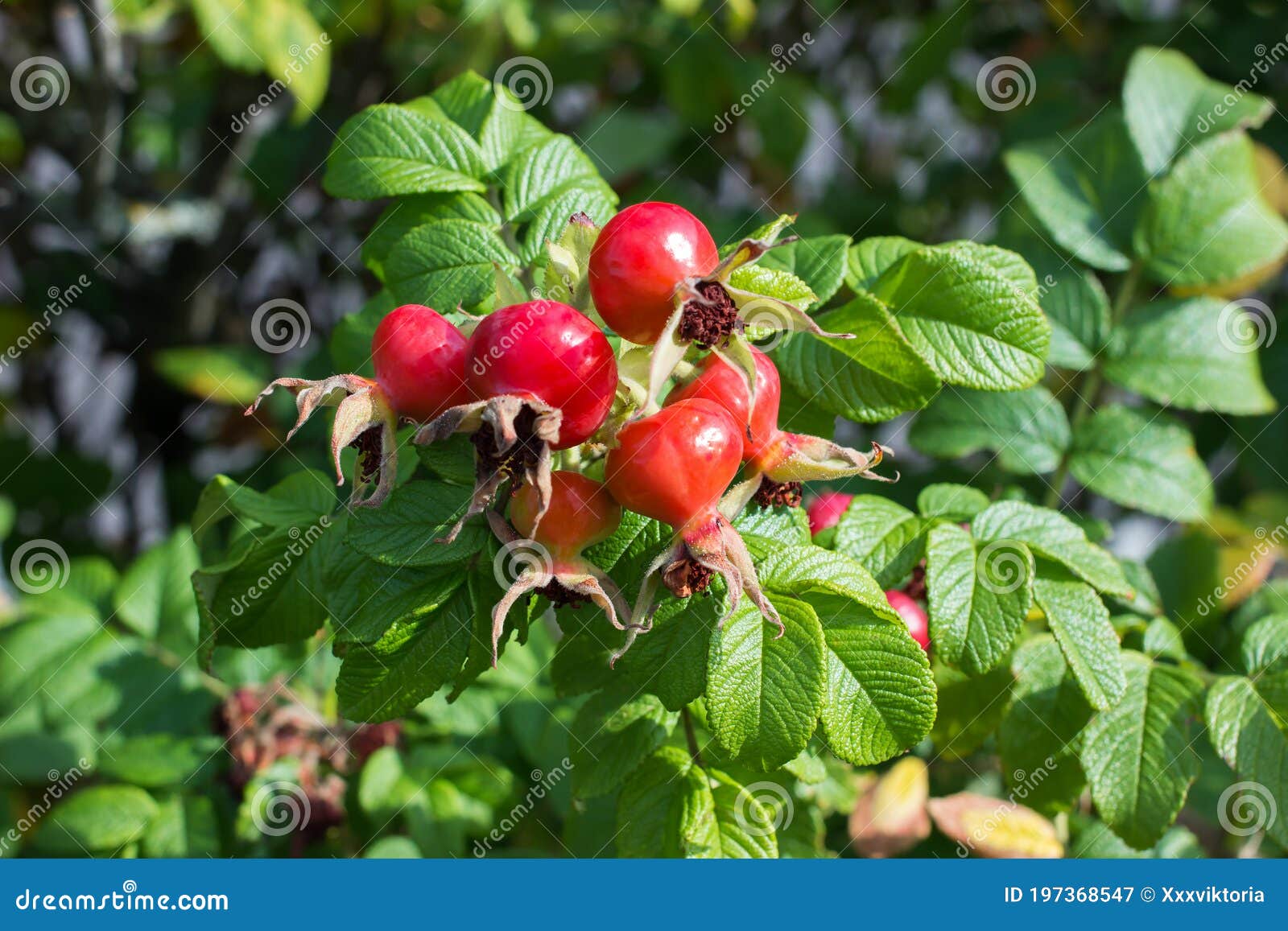 Red Ripe Rose Hips on a Branch Stock Image - Image of fresh, plant ...
