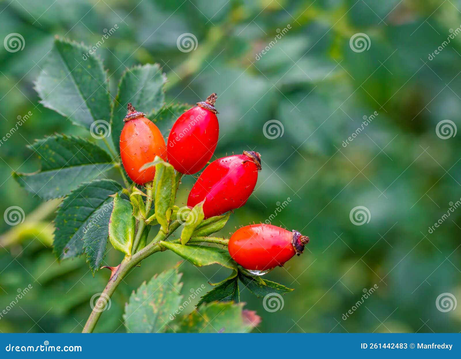 Red Ripe Rose Hips in the Garden Stock Image - Image of fruit, season ...