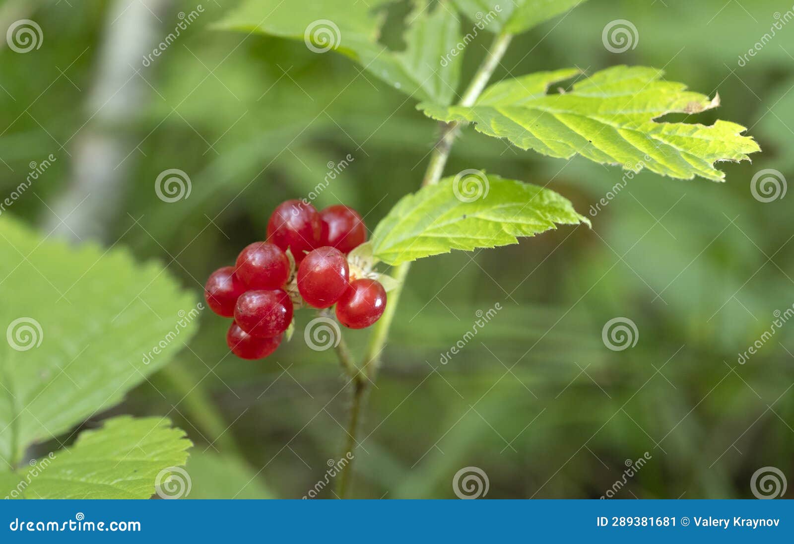 Ripe Stoneberry Stock Photos - Free & Royalty-Free Stock Photos from ...