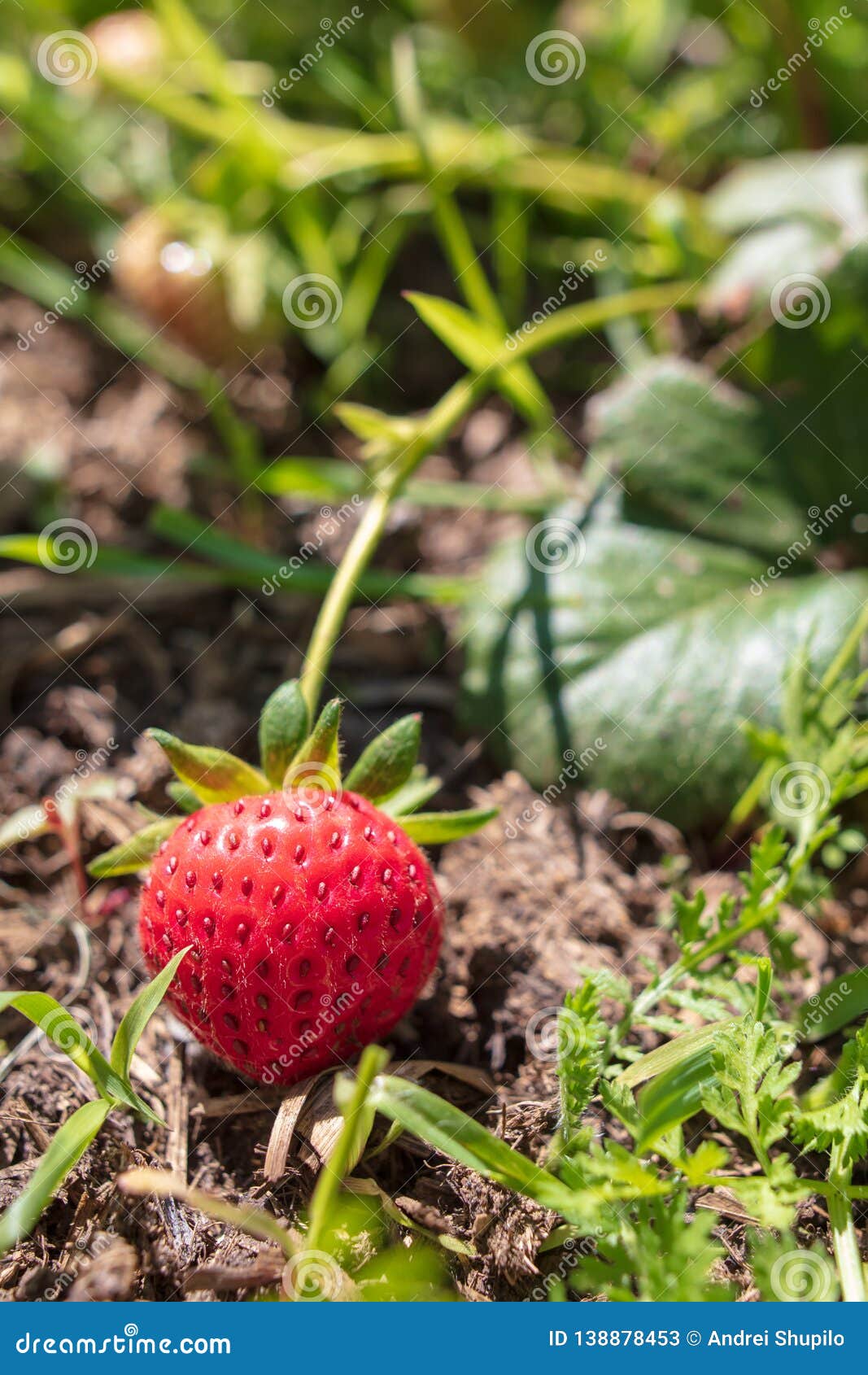 Red Ripe Strawberry in the Garden Stock Image - Image of bush, organic ...