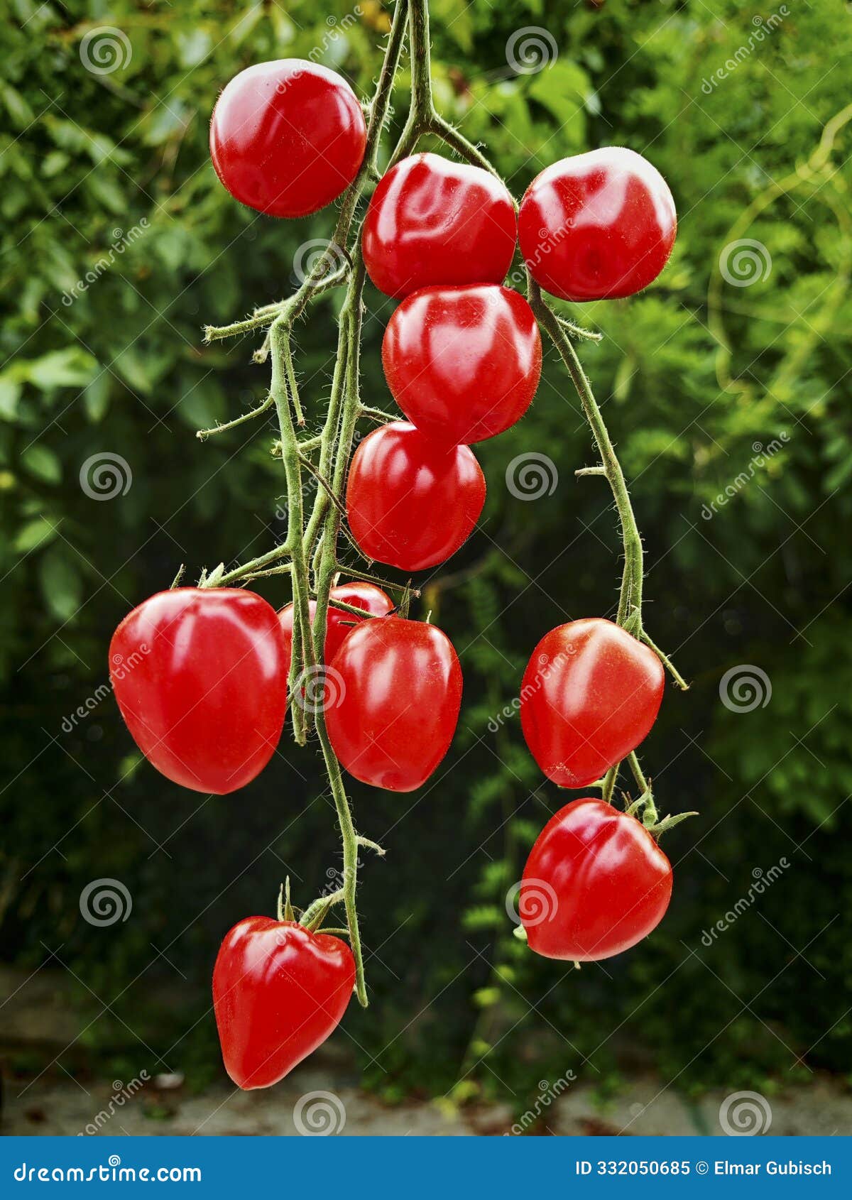 Red and Ripe Tomato Vegetable Stock Image - Image of tomatoes ...