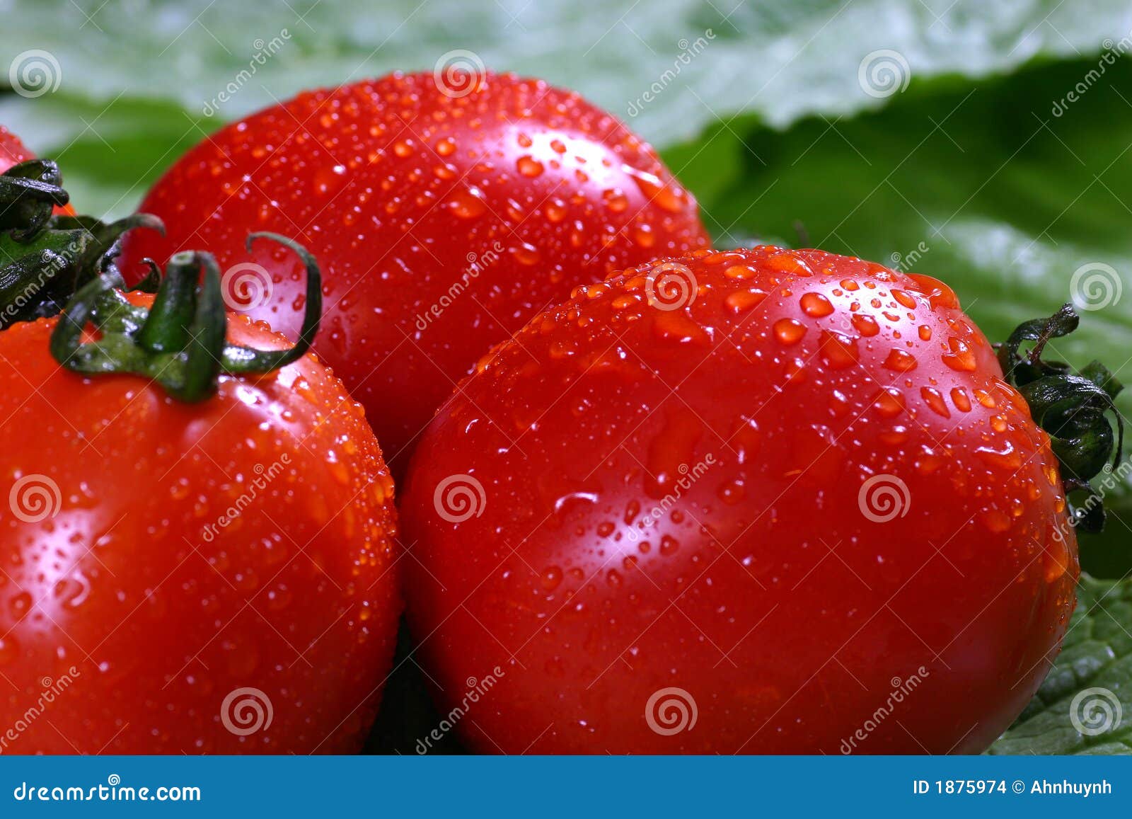 Red ripe tomatoes stock photo. Image of cherry, scarlet - 1875974