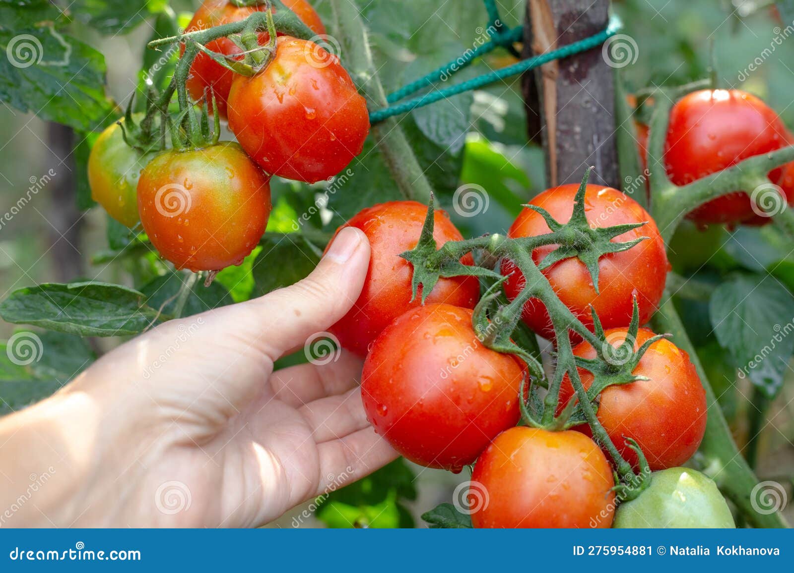 Red Ripe Tomatoes on a Bush after Rain. Growing Tomatoes in the Garden ...