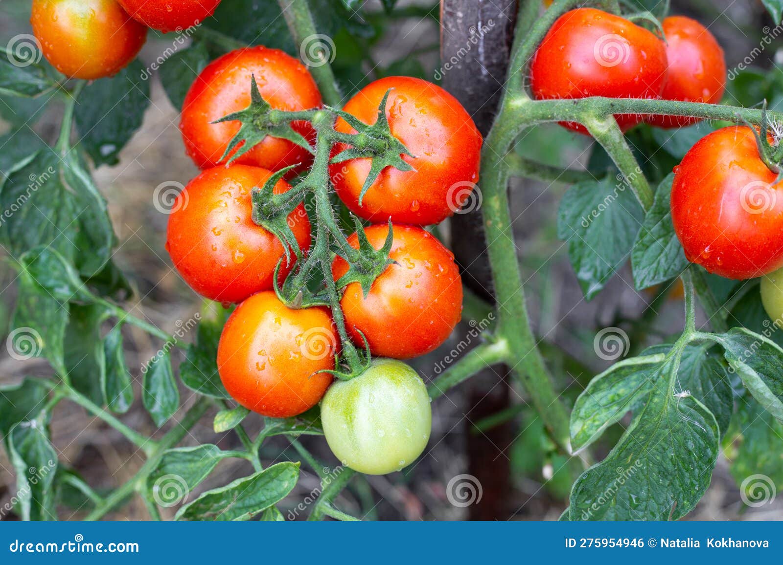 Red Ripe Tomatoes on a Bush after Rain. Growing Tomatoes in the Garden ...