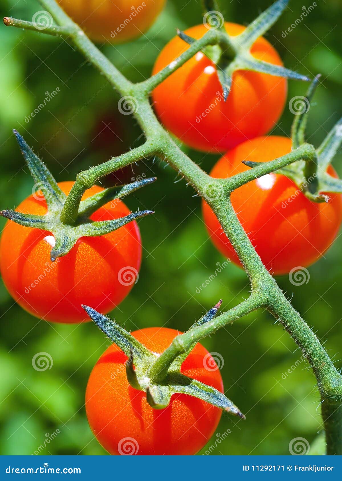 Red Ripe Tomatoes on the Vine Stock Image - Image of natural, crop ...