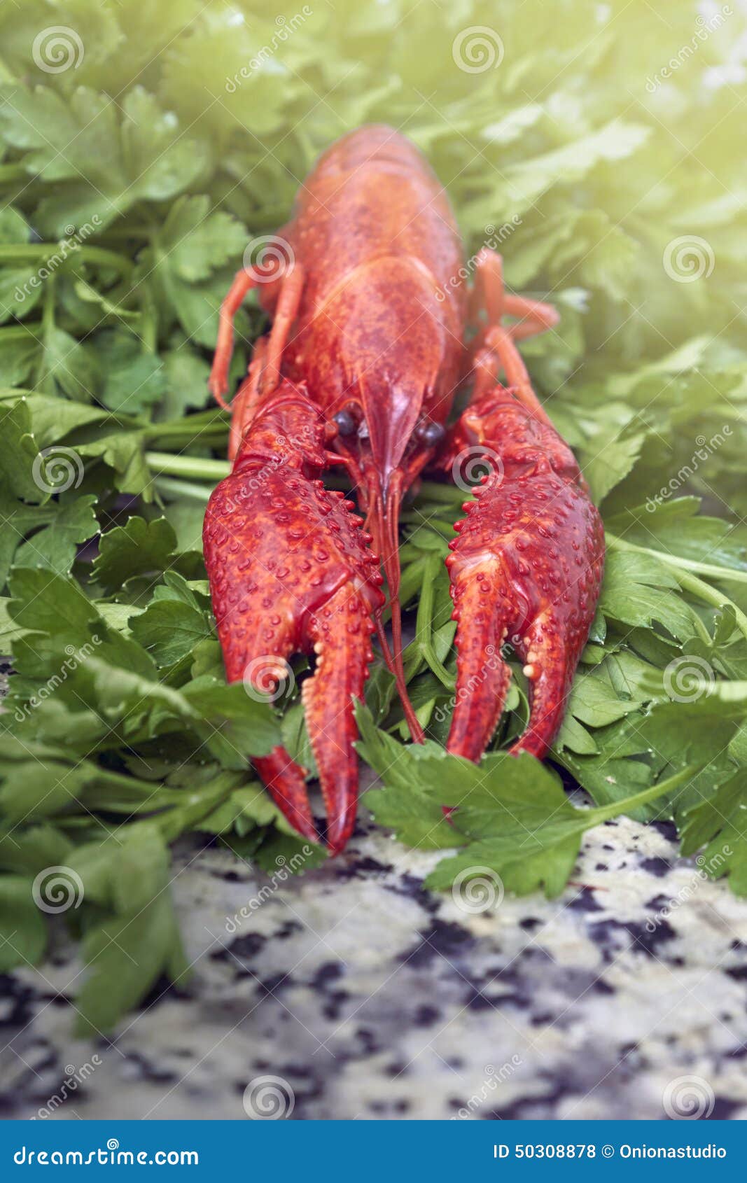 Red River Crayfish on Green Parsley Stock Photo - Image of crustacean ...