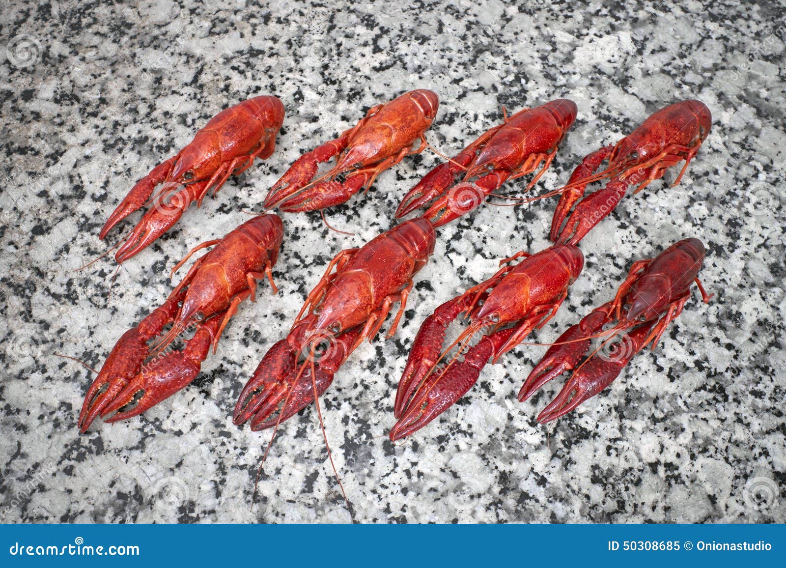 Red River Crayfish on Grey Worktop in Rows Stock Image - Image of ...
