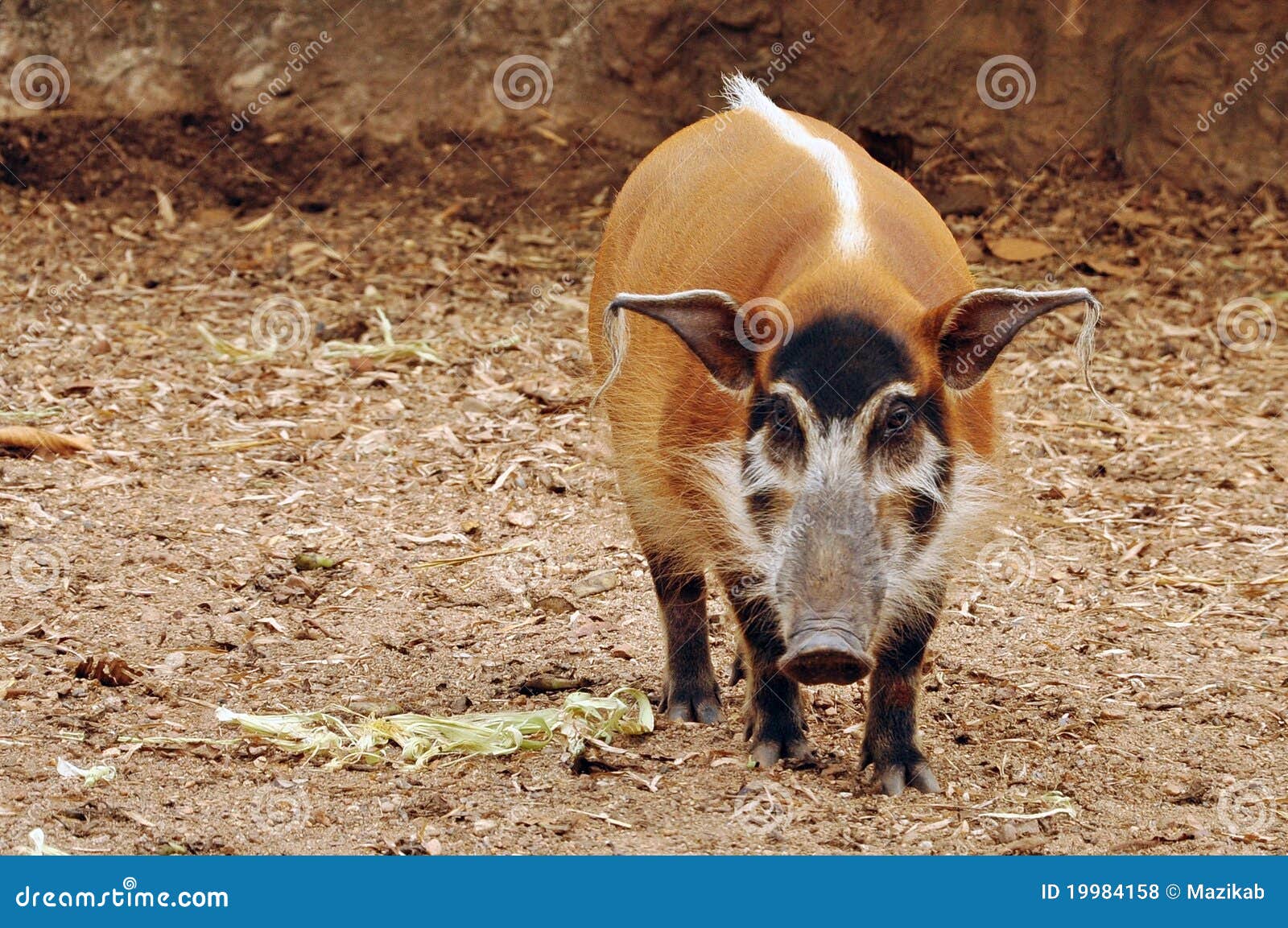Red river hog stock photo. Image of animal, africa, portrait - 19984158