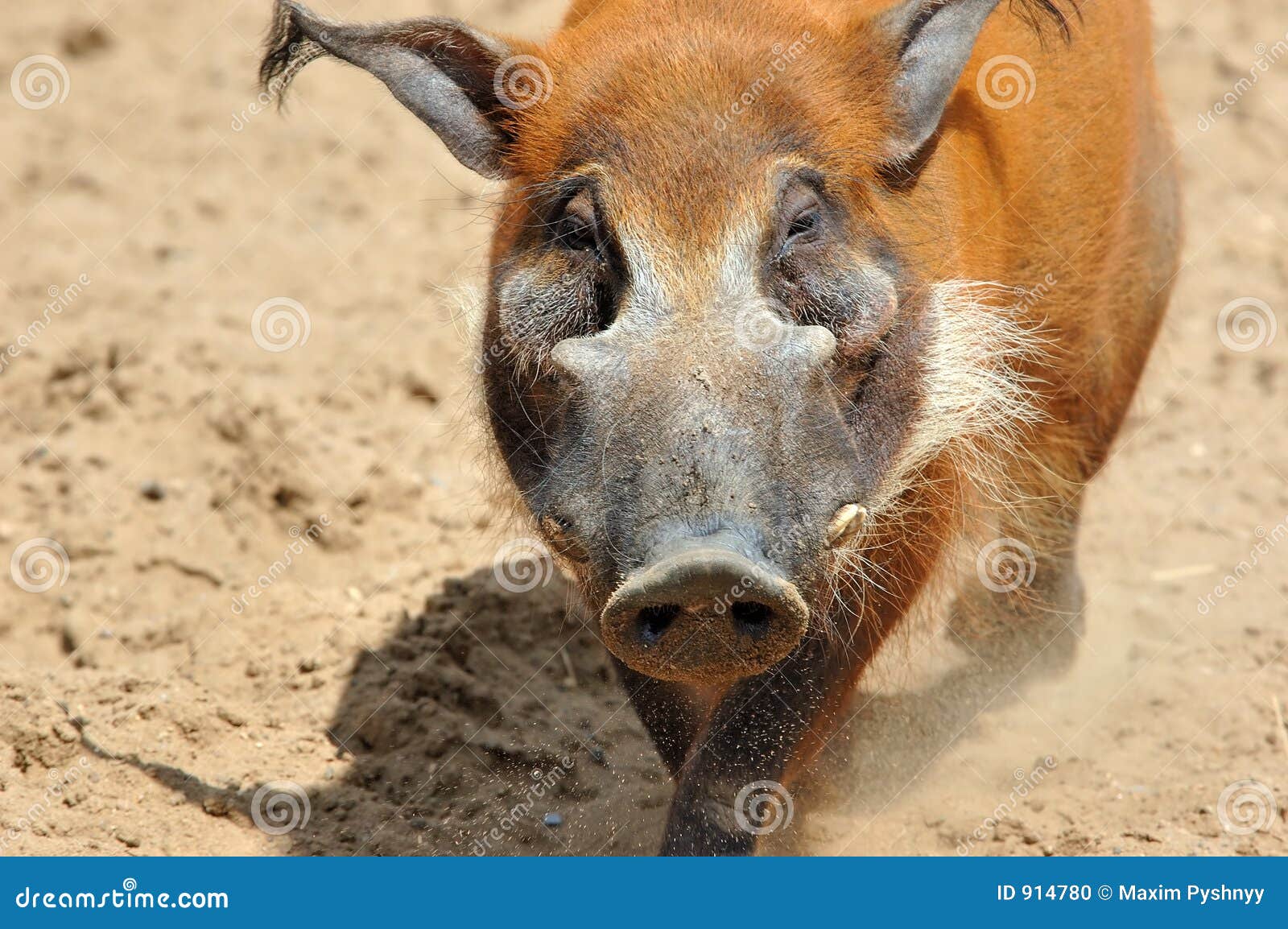Red river hog stock photo. Image of pork, river, nature - 914780