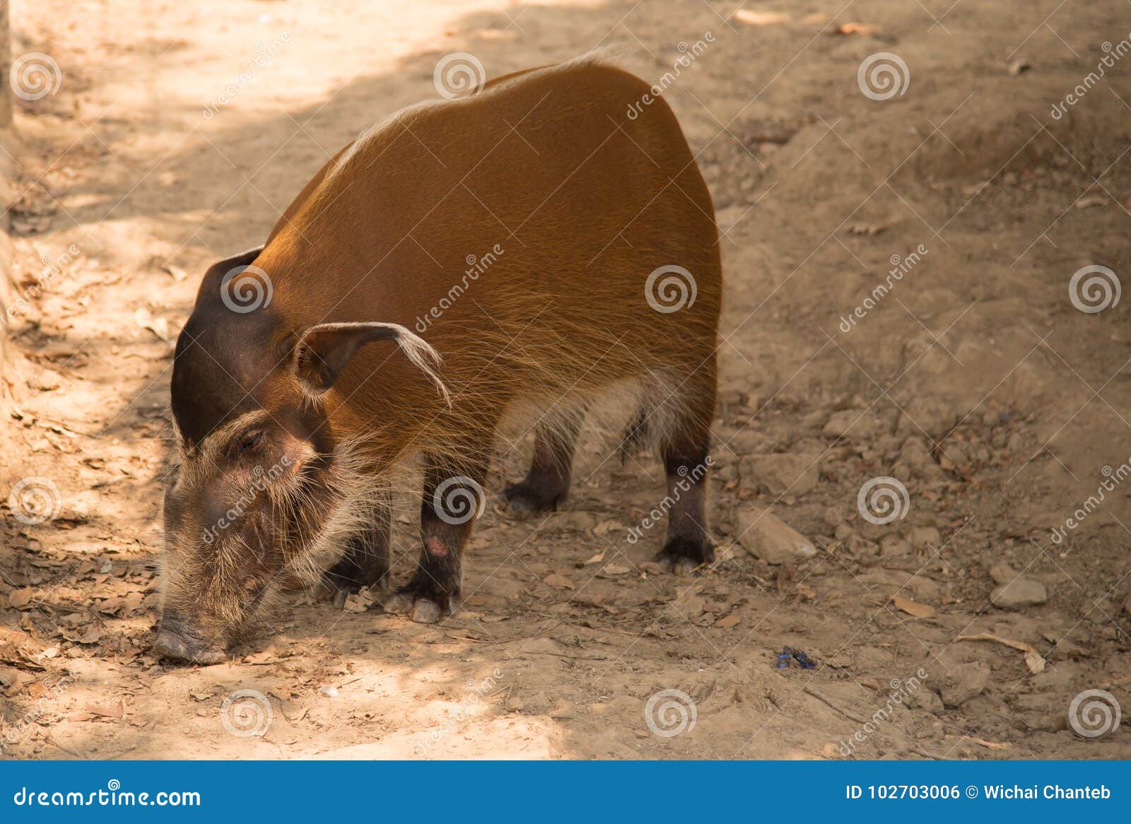 Red River Hog / African Wildlife Stock Photo - Image of forest, pictus ...