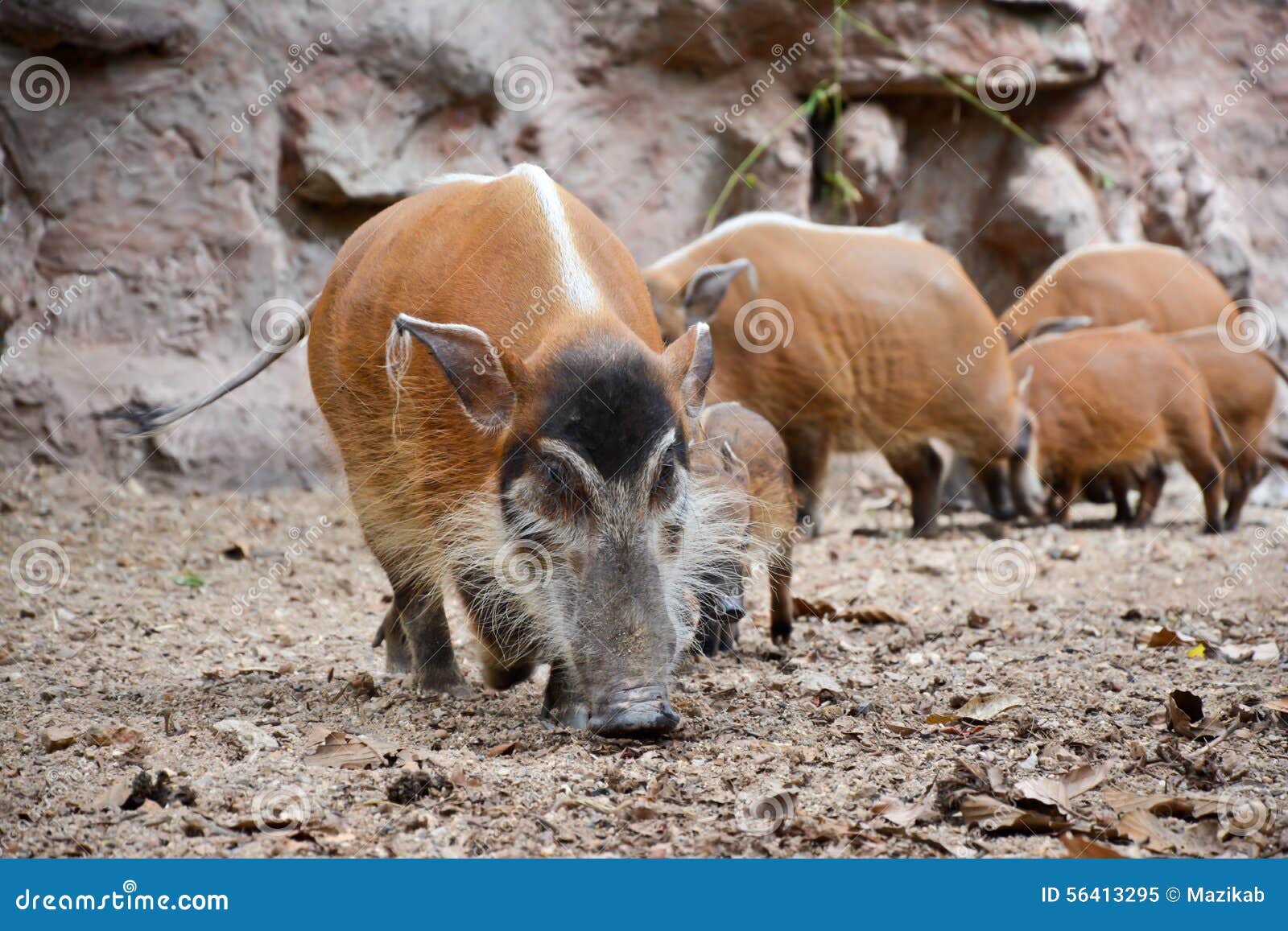 Red river hog stock image. Image of african, wildlife - 56413295