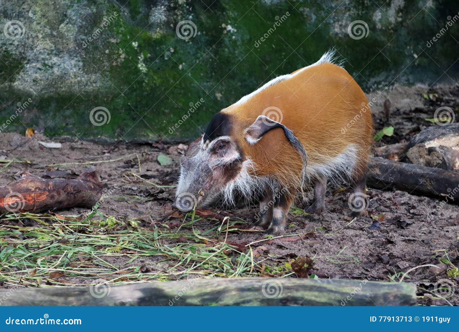 Red River Hog 1 stock image. Image of potamochoerus, fauna - 77913713