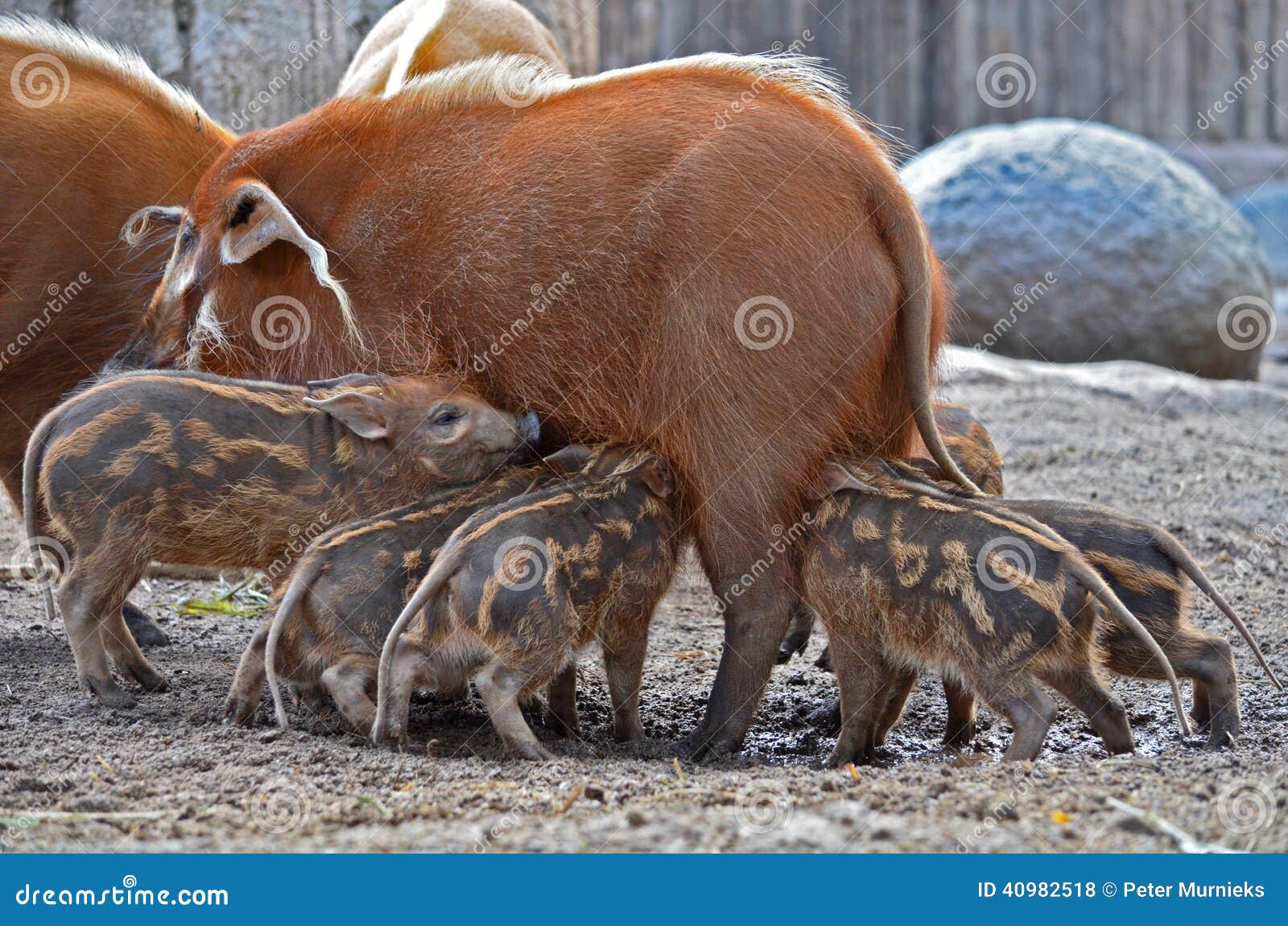 Red River Hog stock photo. Image of gigantic, large, funny - 40982518