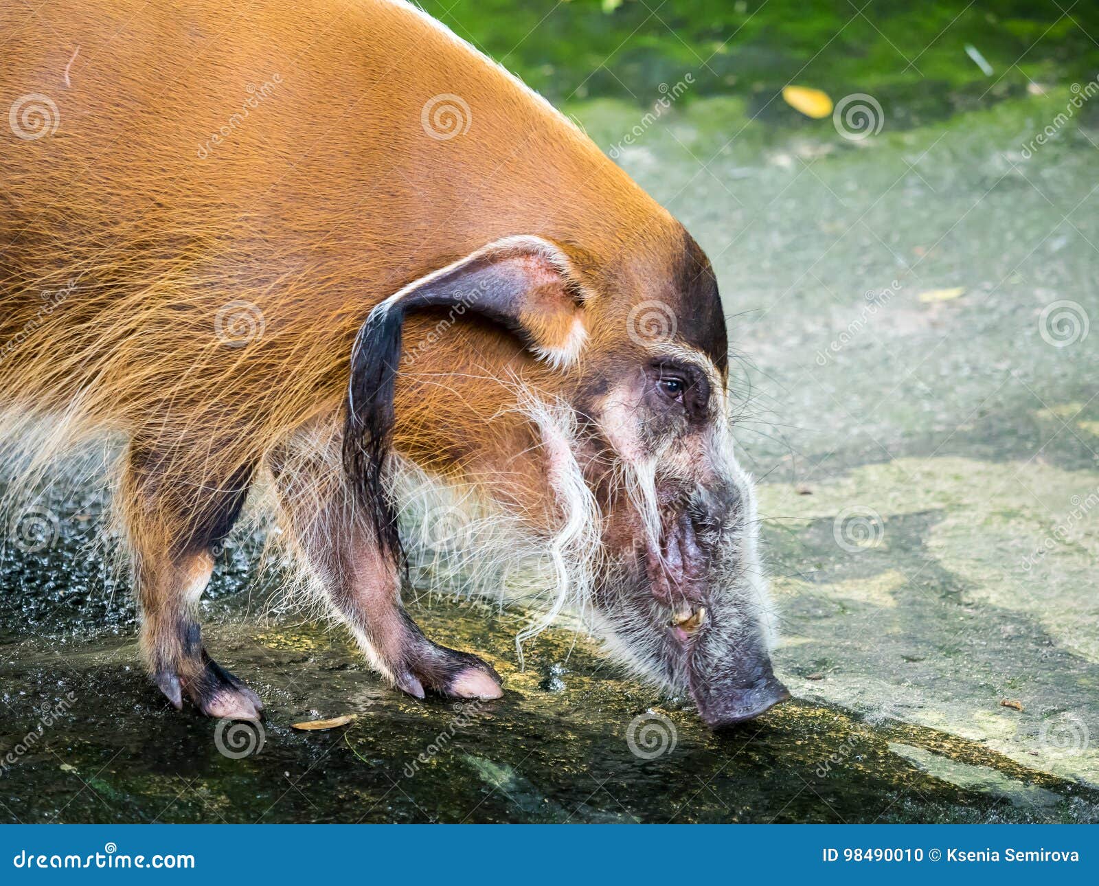 Red river hog bush pig stock photo. Image of nature ...