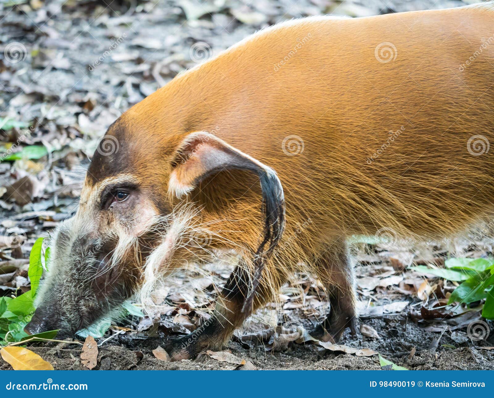 Red river hog bush pig stock image. Image of mammal, face - 98490019