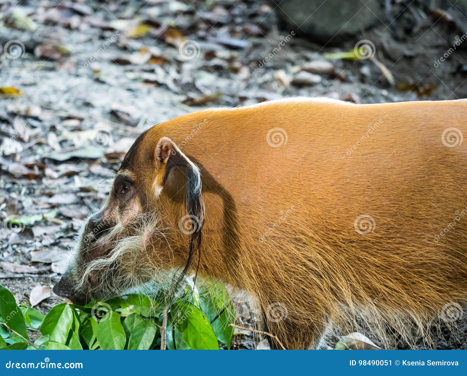 Red river hog bush pig stock image. Image of domestic - 98490051