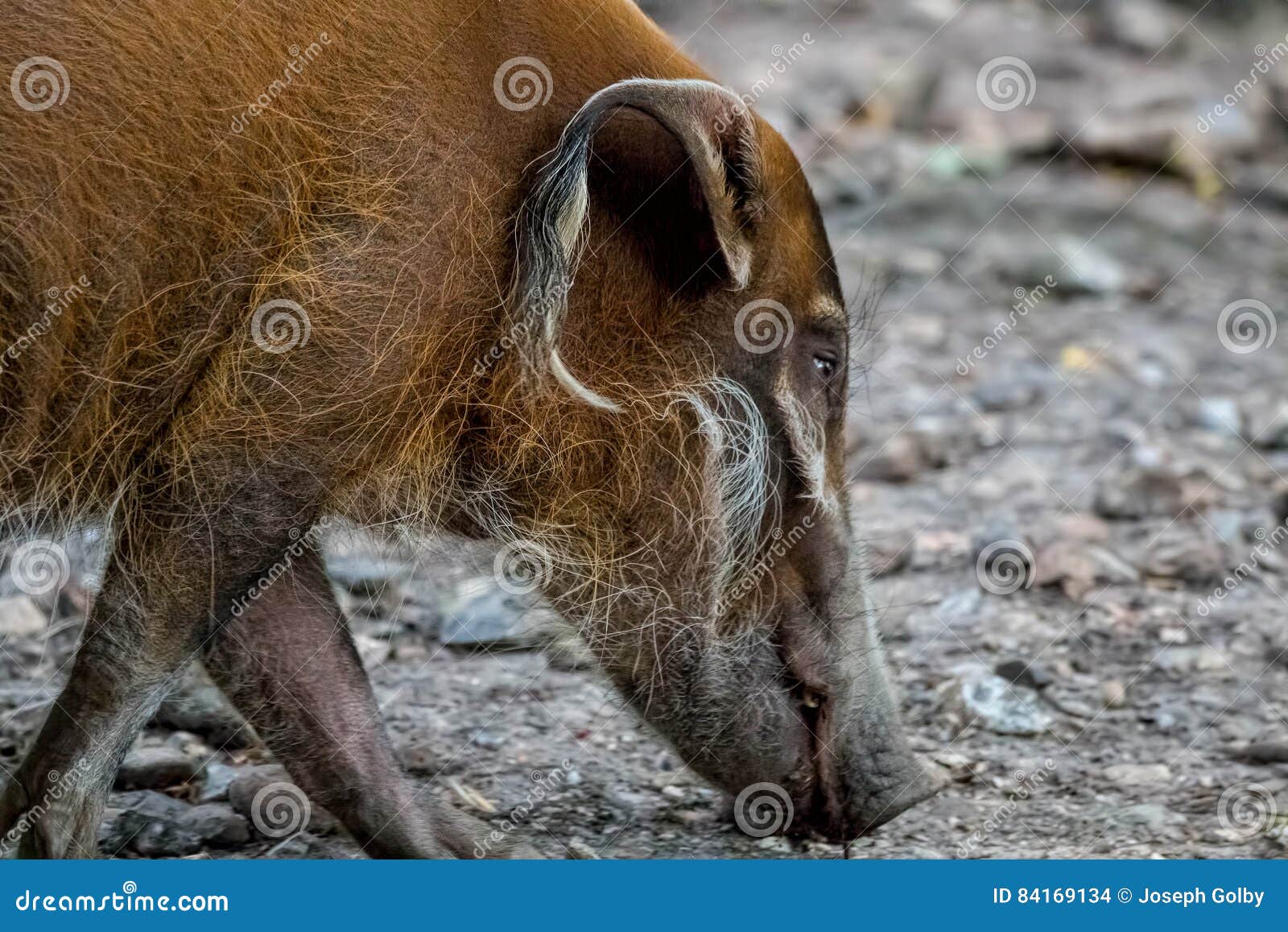 Red river hog, bush pig. stock photo. Image of safari - 84169134