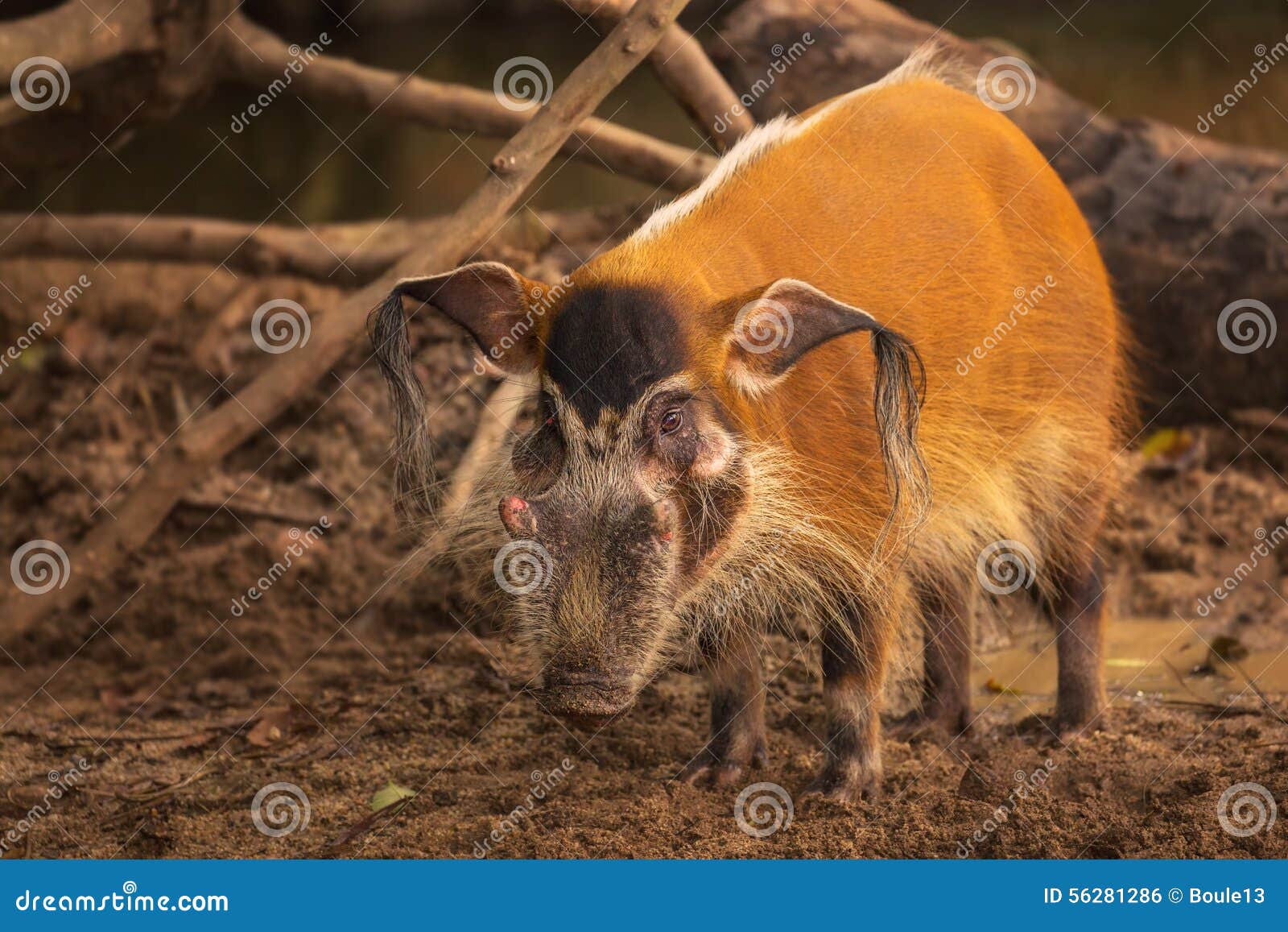 Red river hog, bush pig stock photo. Image of animal - 56281286