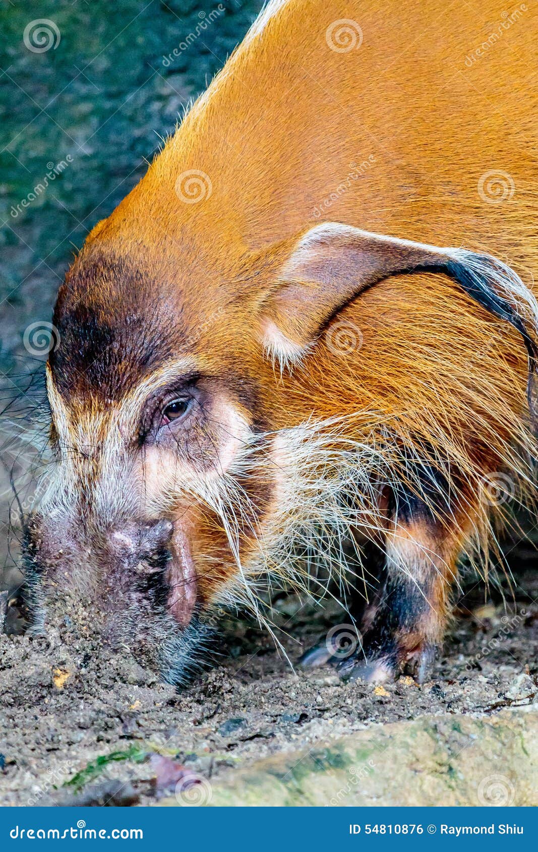 Red River Hog stock photo. Image of wildlife, nature - 54810876