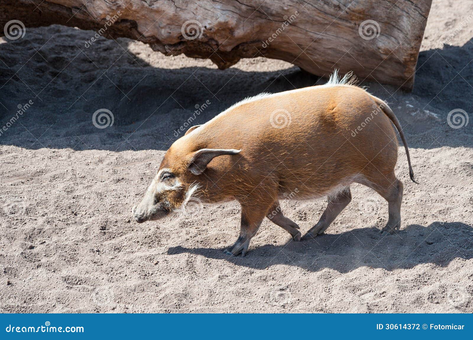 Red River Hog stock photo. Image of walking, copy, tusks - 30614372