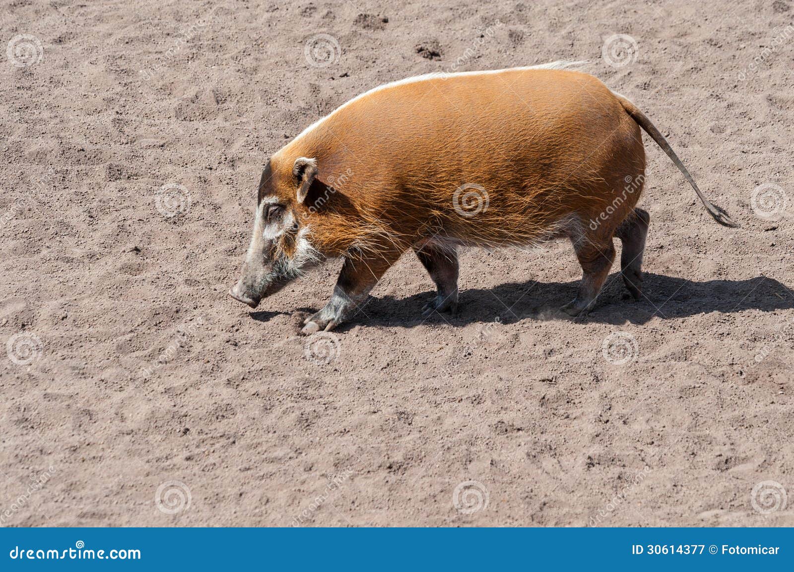 Red River Hog stock image. Image of legs, lumps, close - 30614377