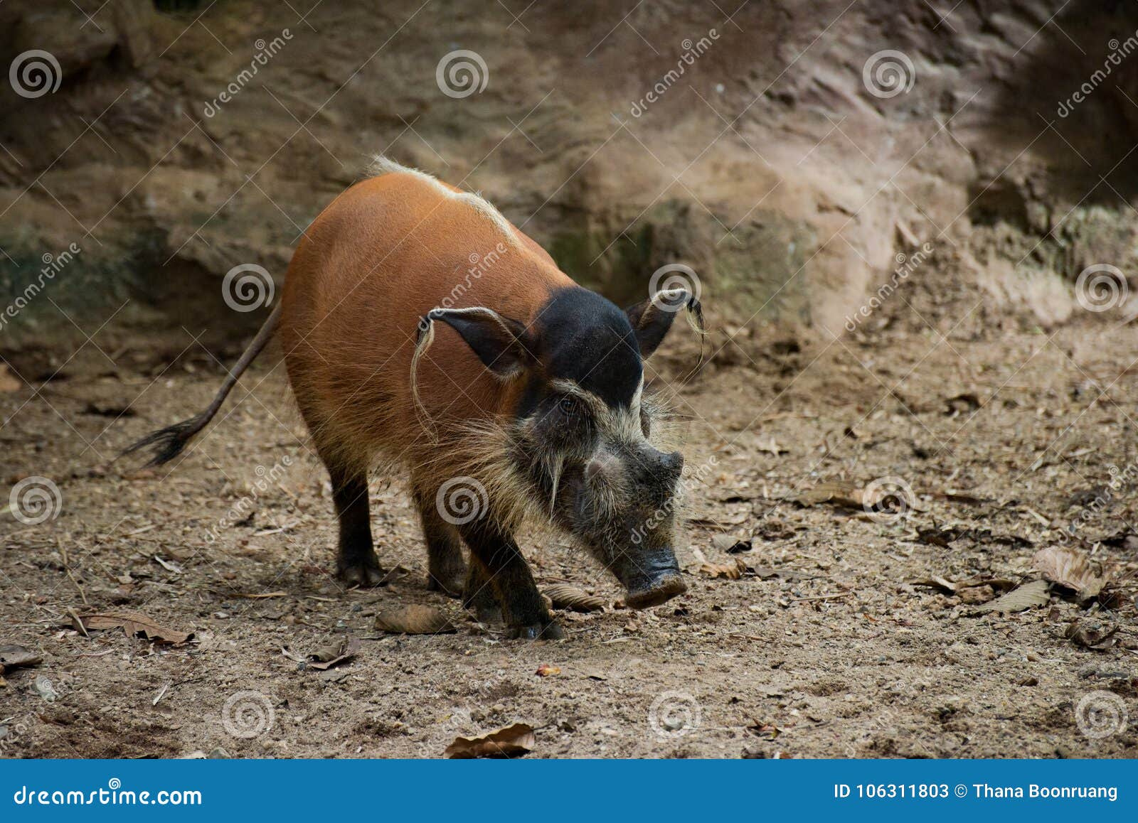 Red river hog stock image. Image of night, natural, forest - 106311803