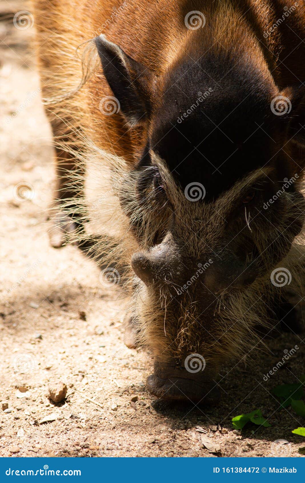 Red river hog stock photo. Image of dangerous, rainforest - 161384472