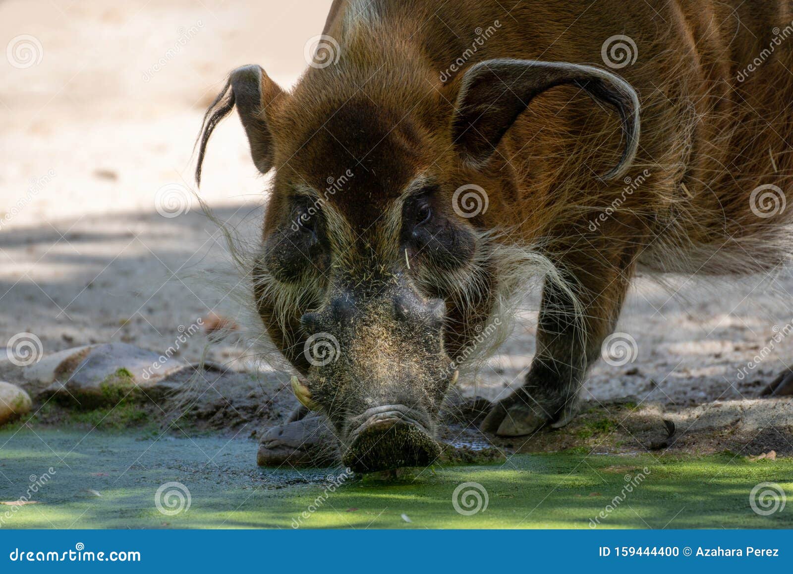 Red River Hog Drinking Water in the River Stock Photo - Image of hidden ...