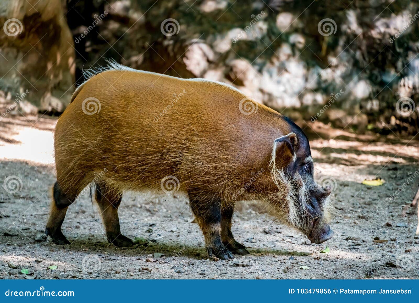 Red River Hog stock photo. Image of nature, animal, brown - 103479856