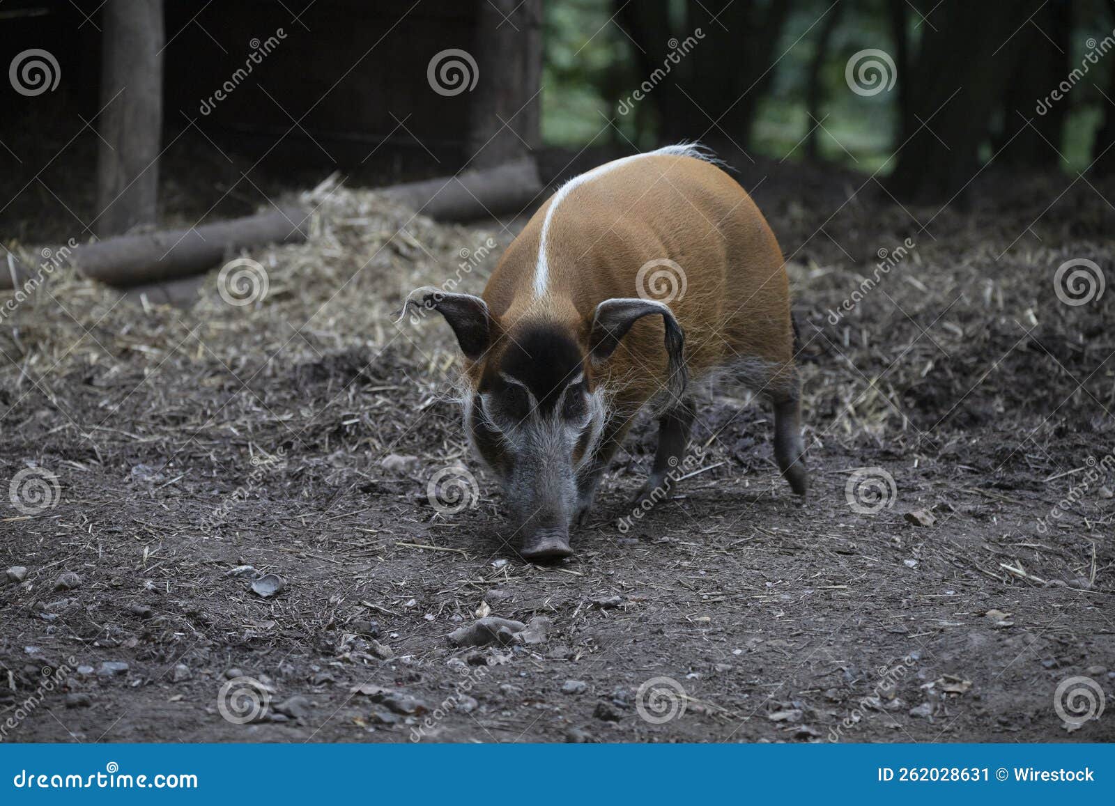 Red River Hog Looking for Object in Soil with Trees in Blurred ...