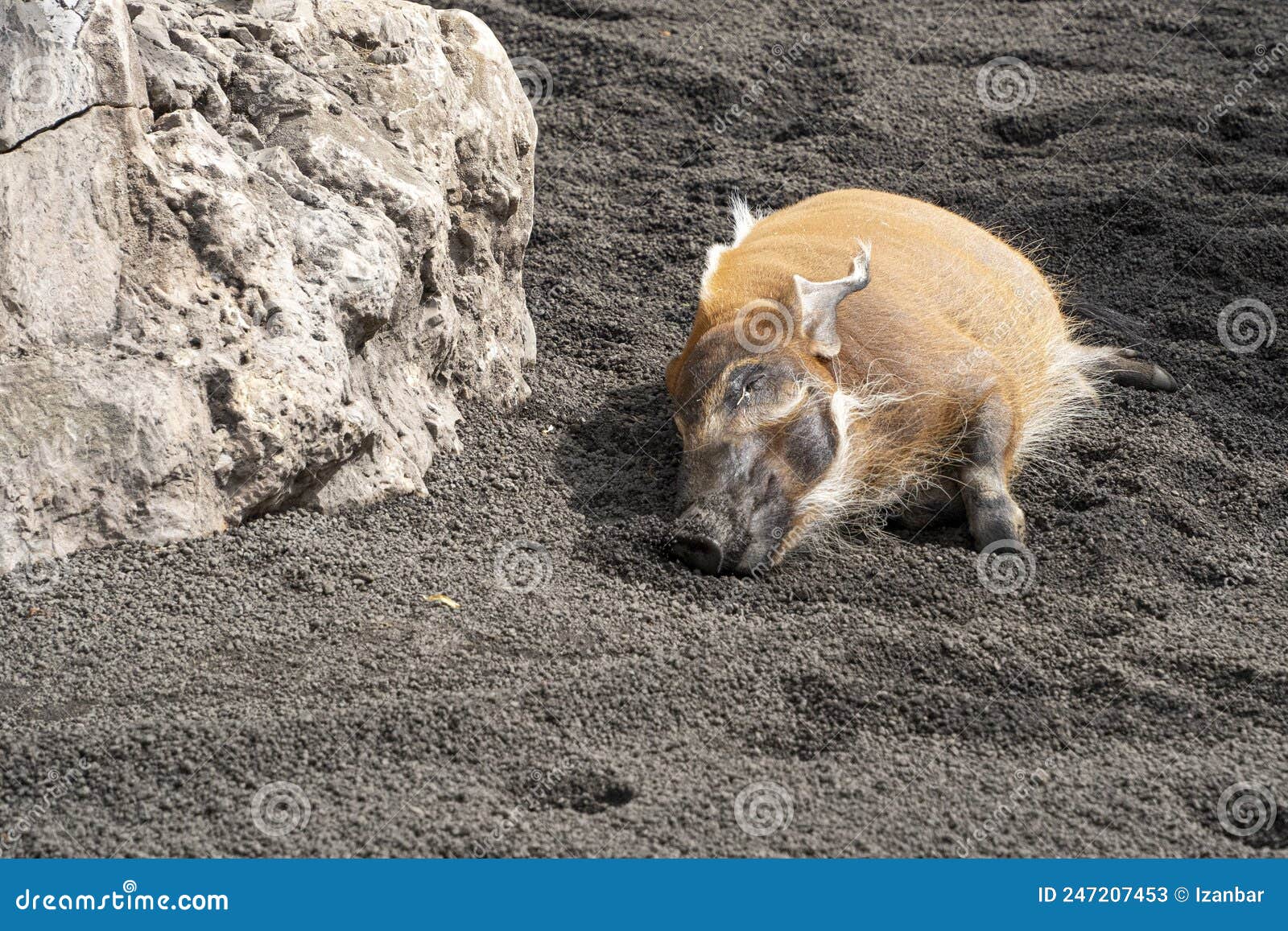 Red river hog pig relaxing stock image. Image of animal - 247207453