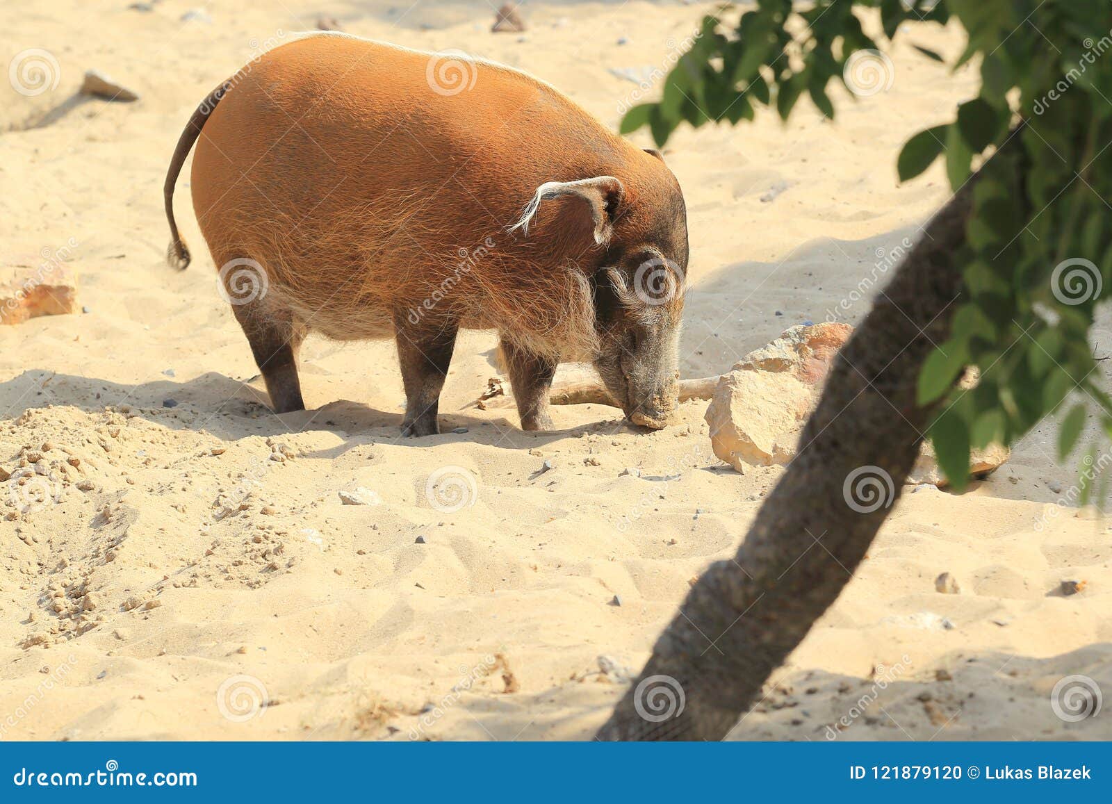Red river hog stock photo. Image of potamochoerus, sand - 121879120