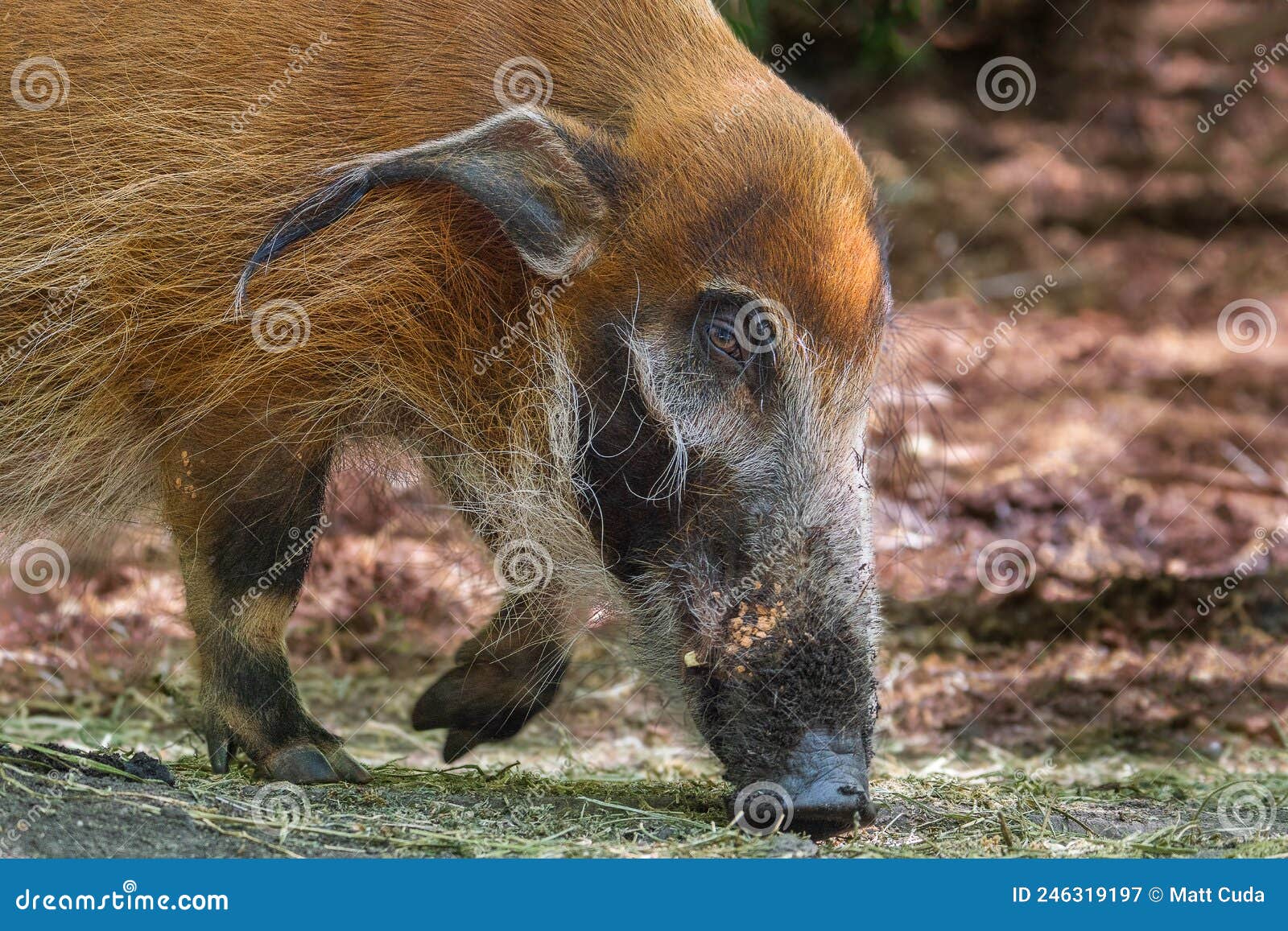 Red River Hog stock image. Image of river, forest, carolina - 246319197