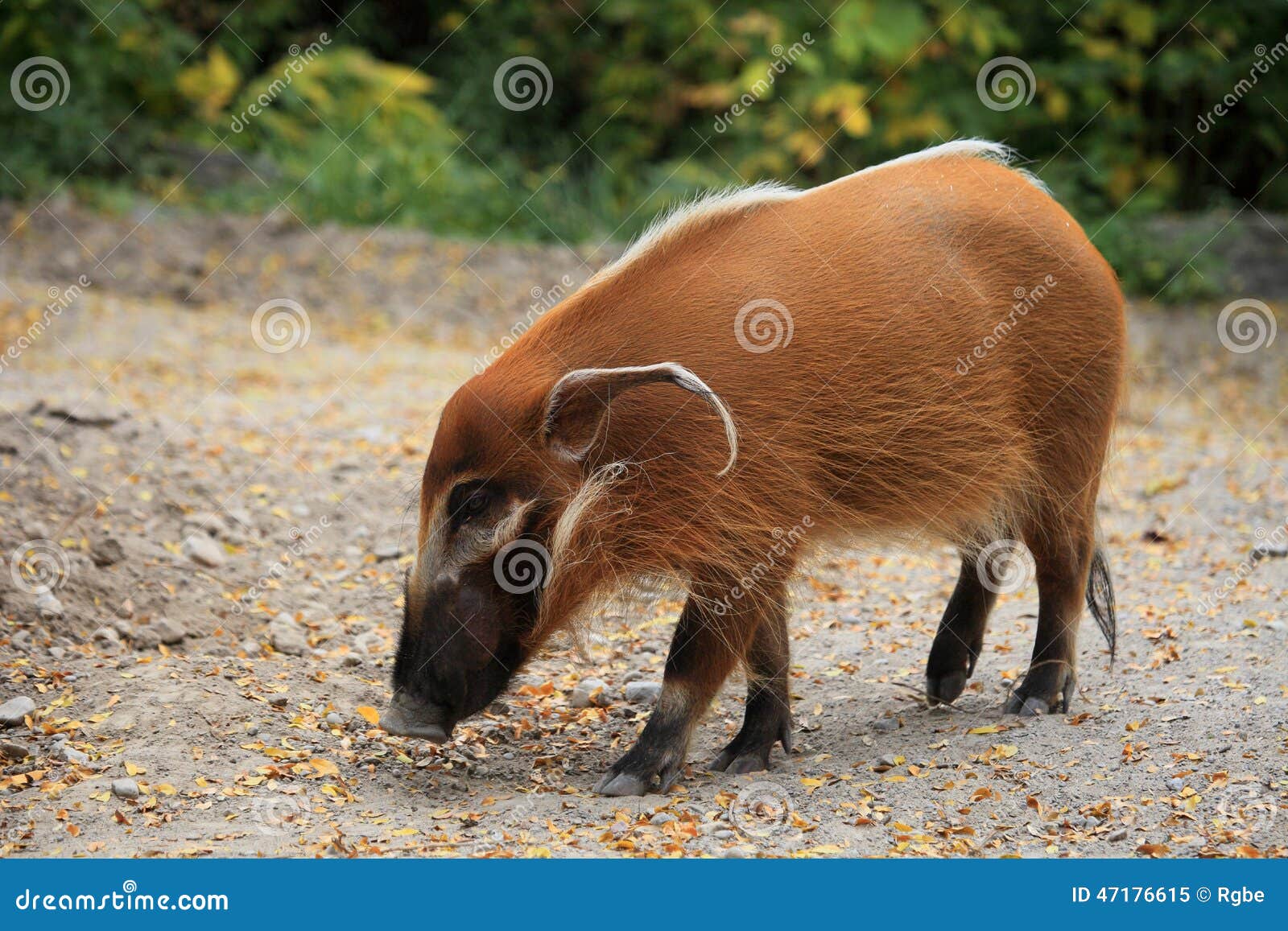 Red river hog stock image. Image of animal, food, seeking - 47176615