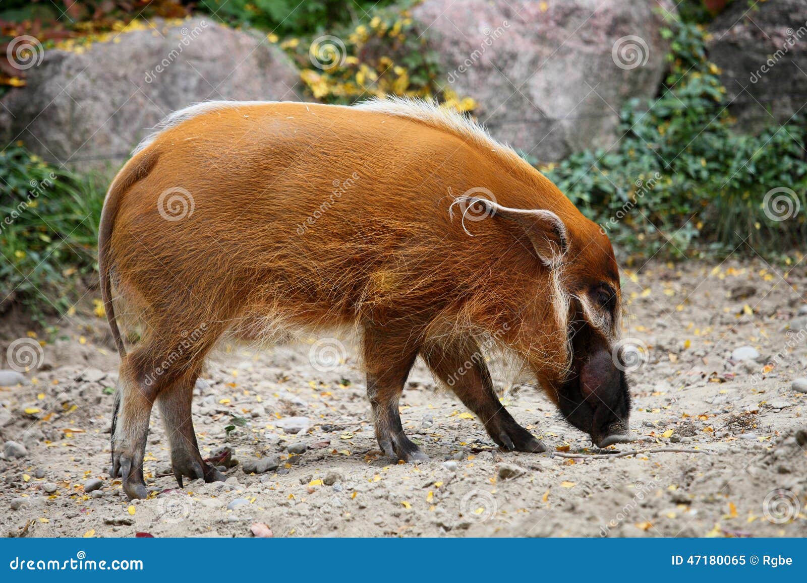 Red river hog stock image. Image of wildlife, mammal - 47180065