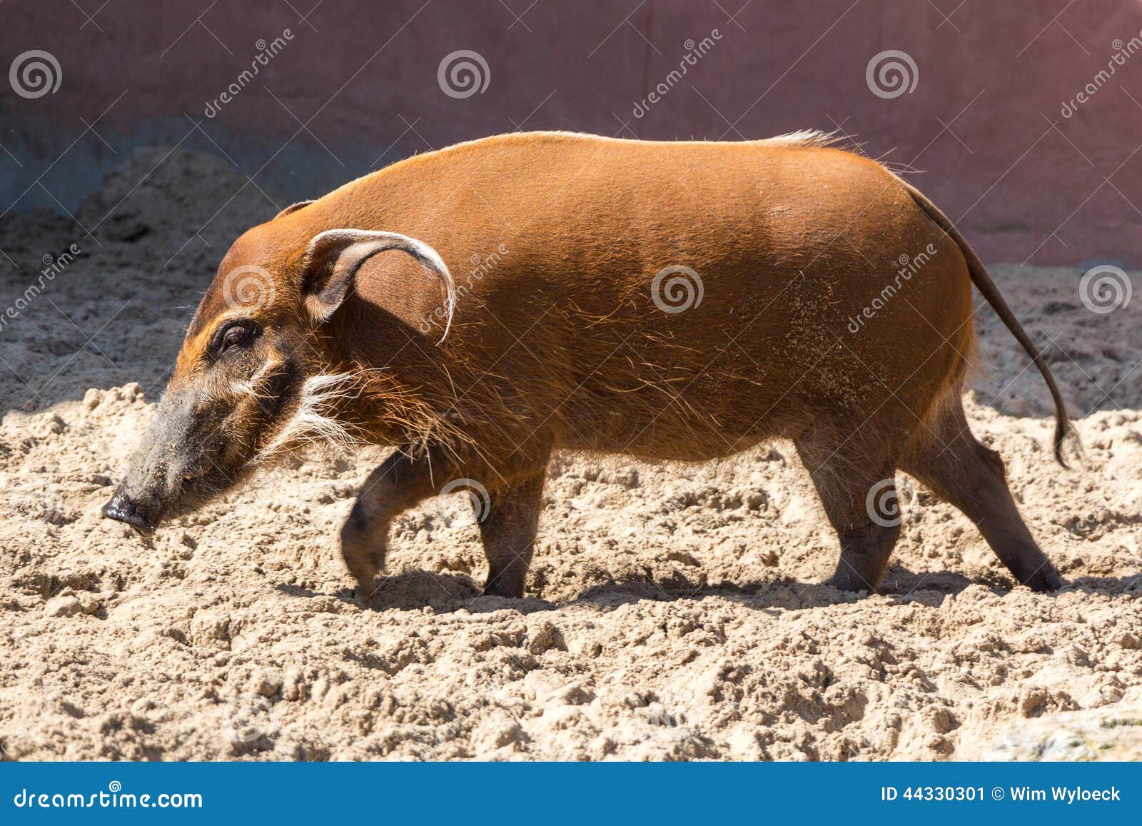 Red river hog - shadows stock image. Image of markings - 44330301