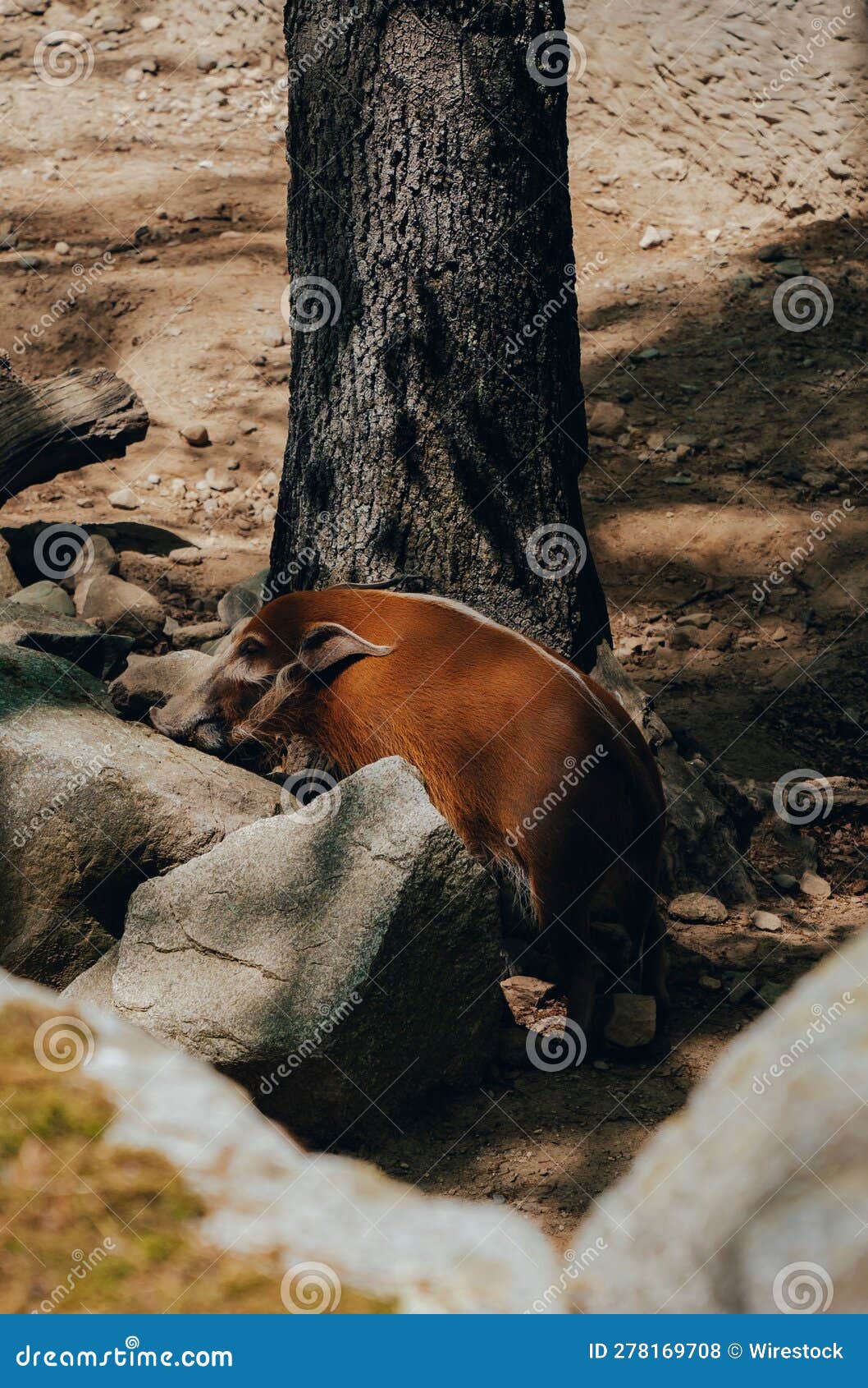 Red River Hog Standing Near a Tree Stock Photo - Image of pose, furred ...