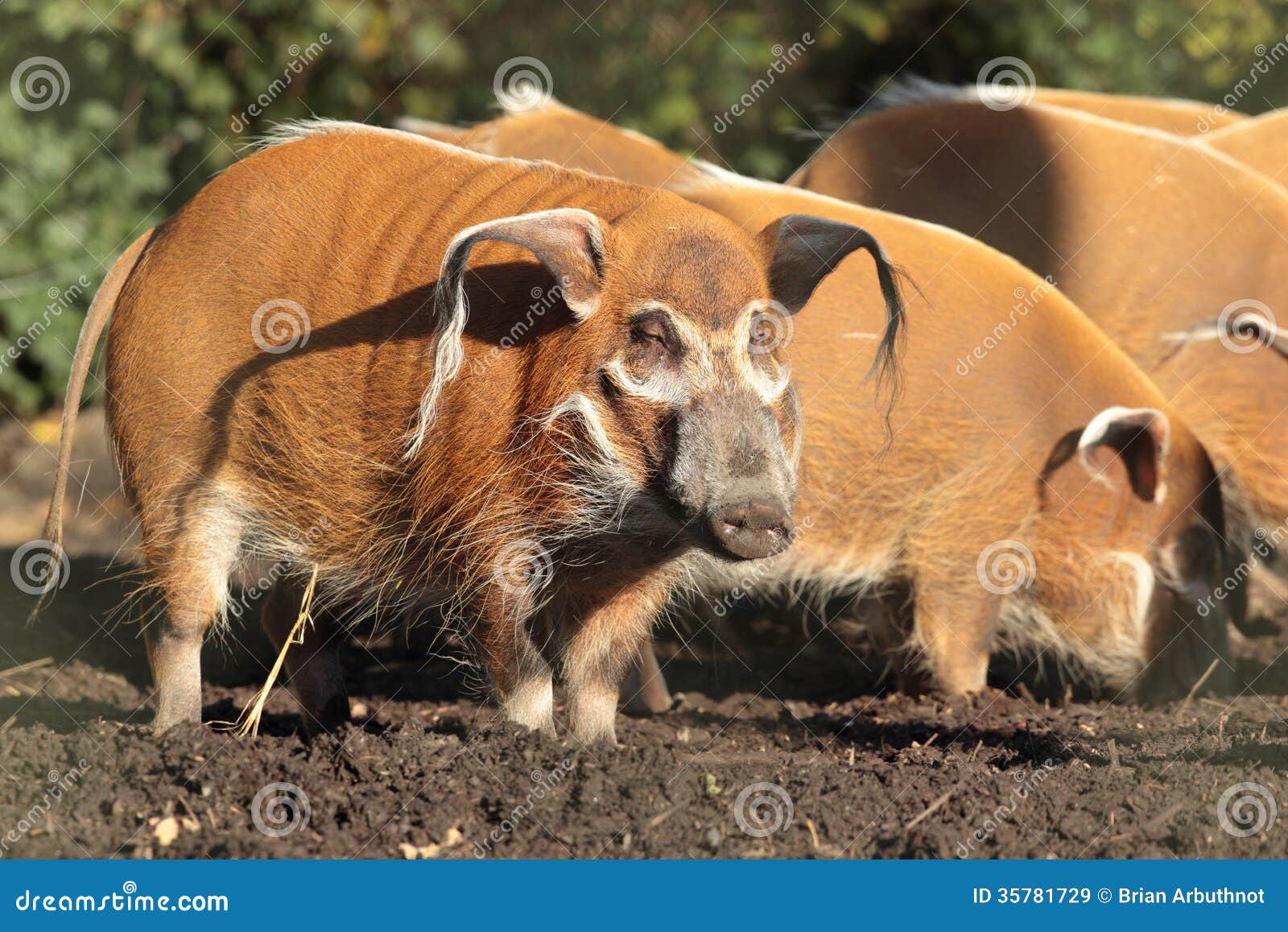 Red river hog. stock image. Image of redriver, boar, boars - 35781729