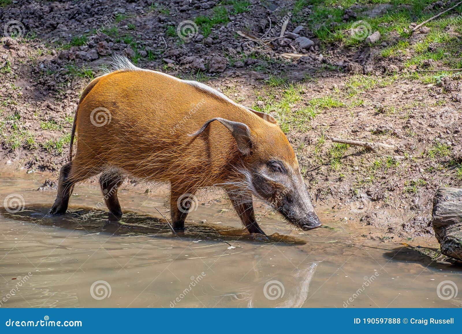 Red River Hog stock photo. Image of potamochoerus, mammalia - 190597888