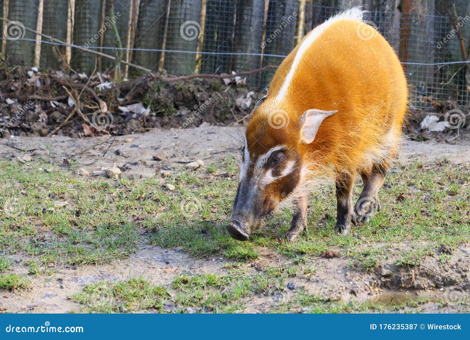 Red River Hog Walking on the Ground Covered in Grass Stock Image ...